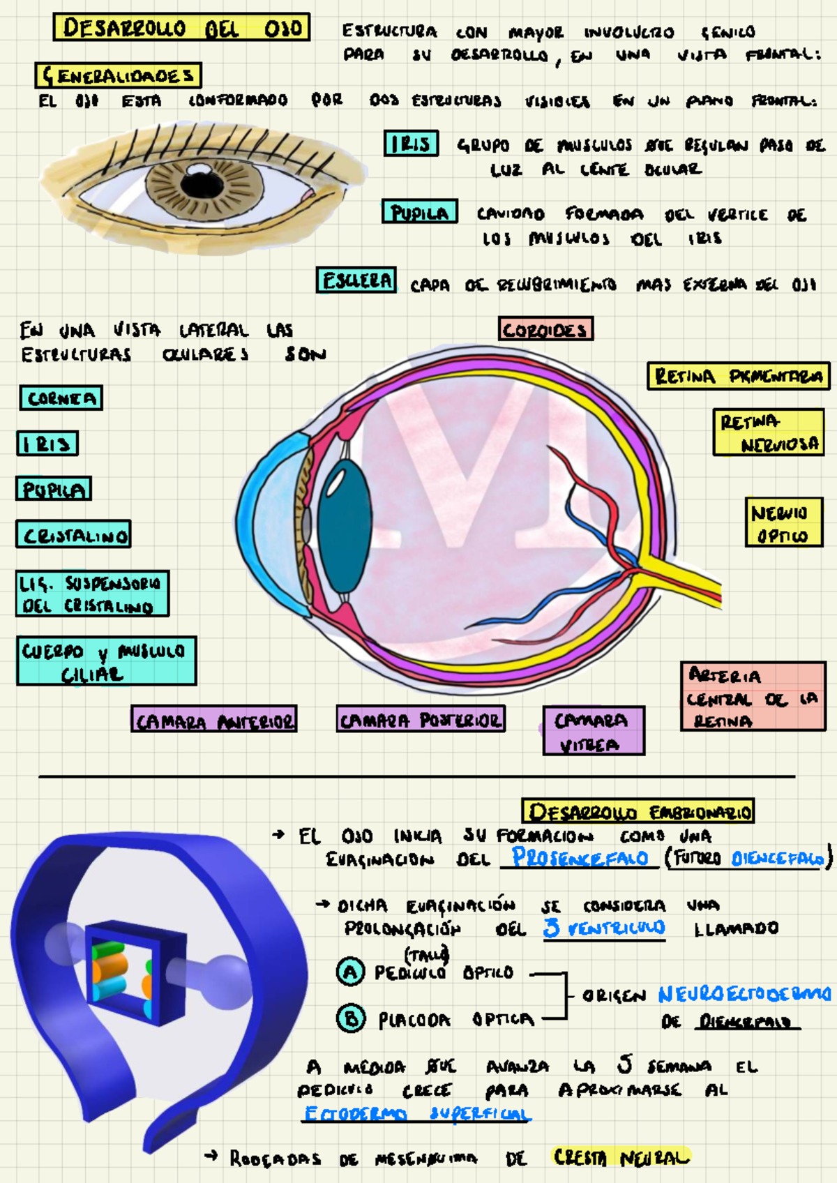 Desarrollo del Ojo: Estructuras y Formación Embrionaria - Studocu