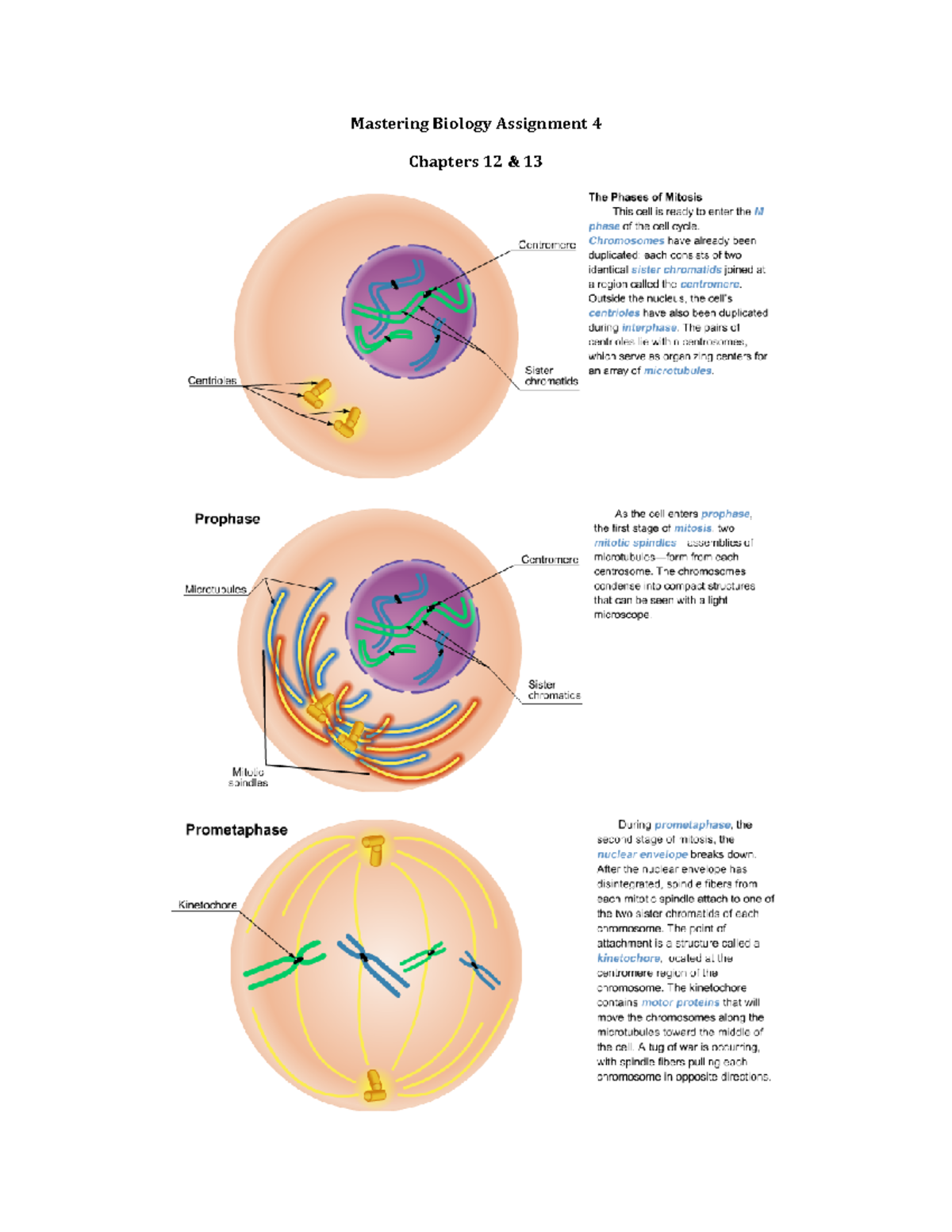 Mastering Biology Assignment 4: Mitosis and Meiosis - Mastering Biology ...