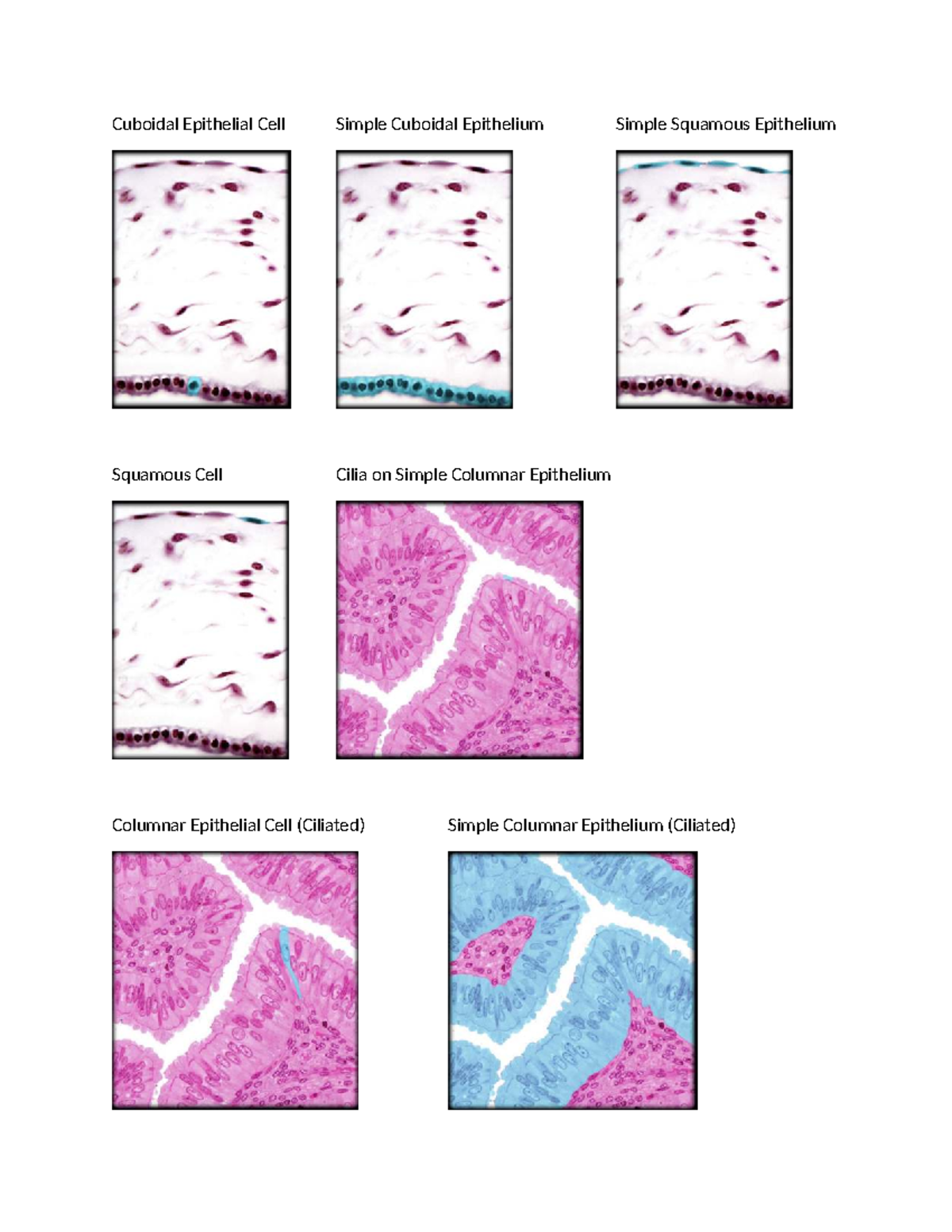Lab #3 Tissues: Epithelial and Connective Tissue Overview - Studocu