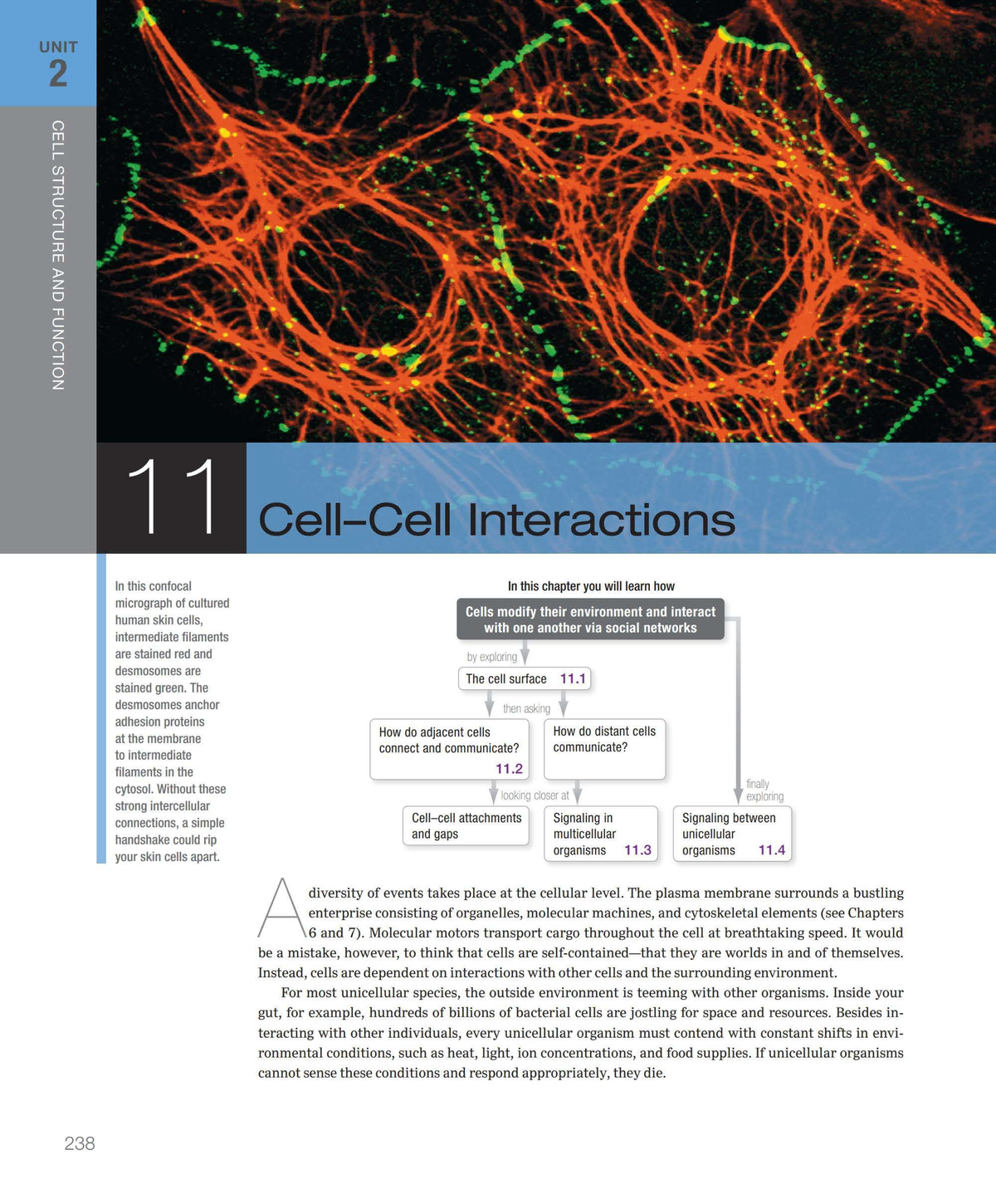 BIOL 101: Chapter 11 - Cell Interactions and Signaling Mechanisms - Studocu