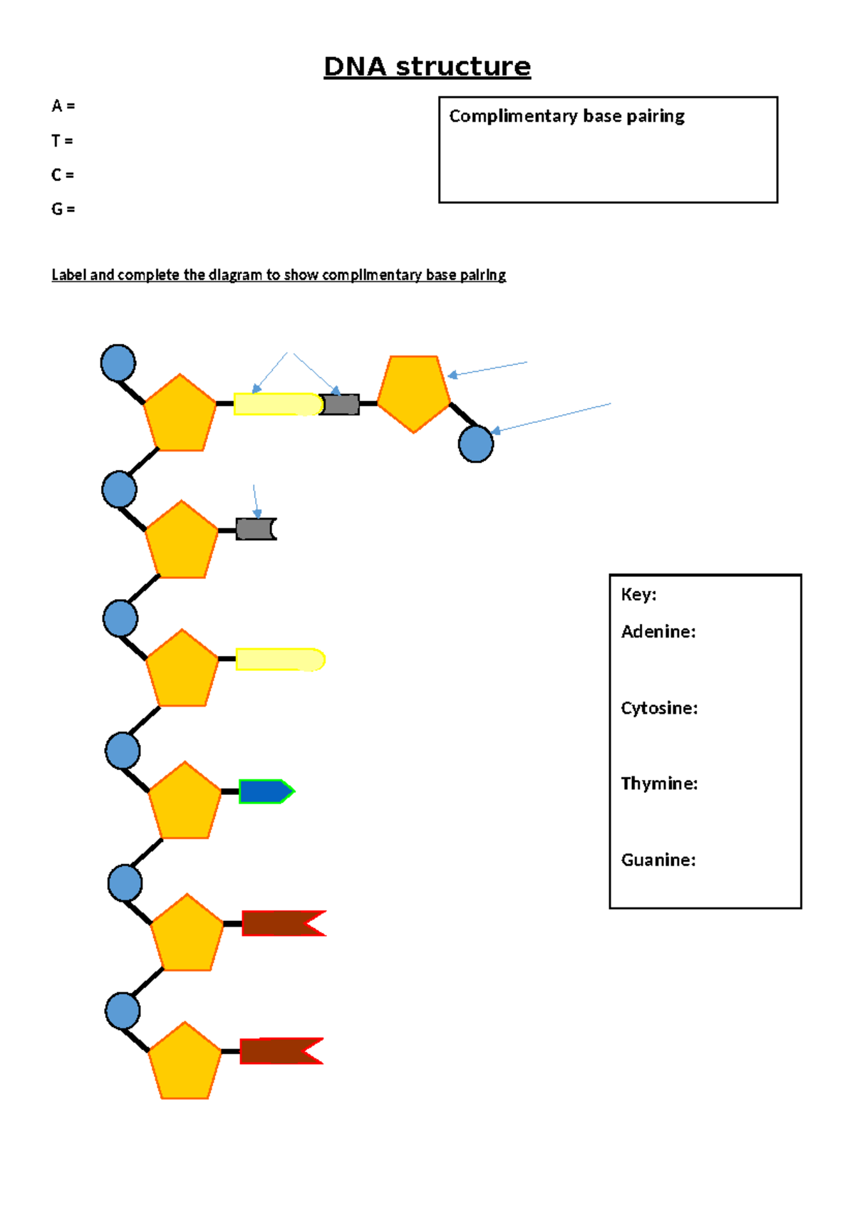1 1 - DNA structure - ... - DNA structure A = T = C = G = Label and ...