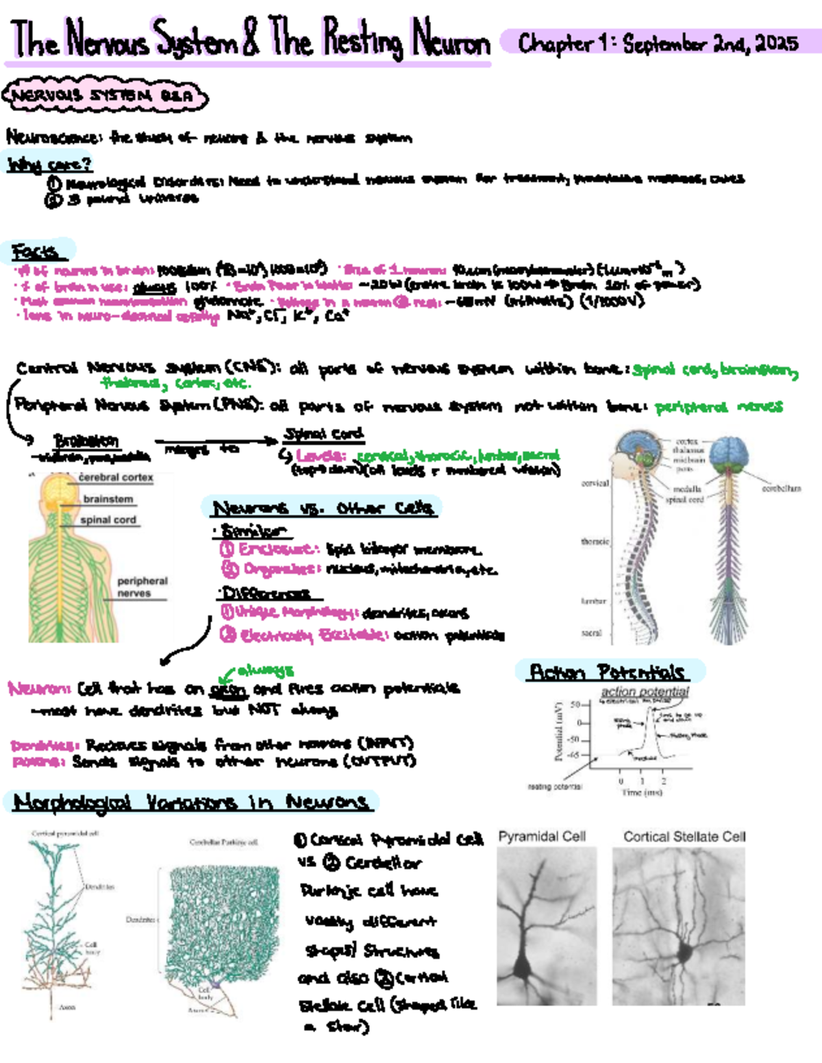 Neuroscience 101: Chapter 1 - The Resting Neuron Overview - Studocu