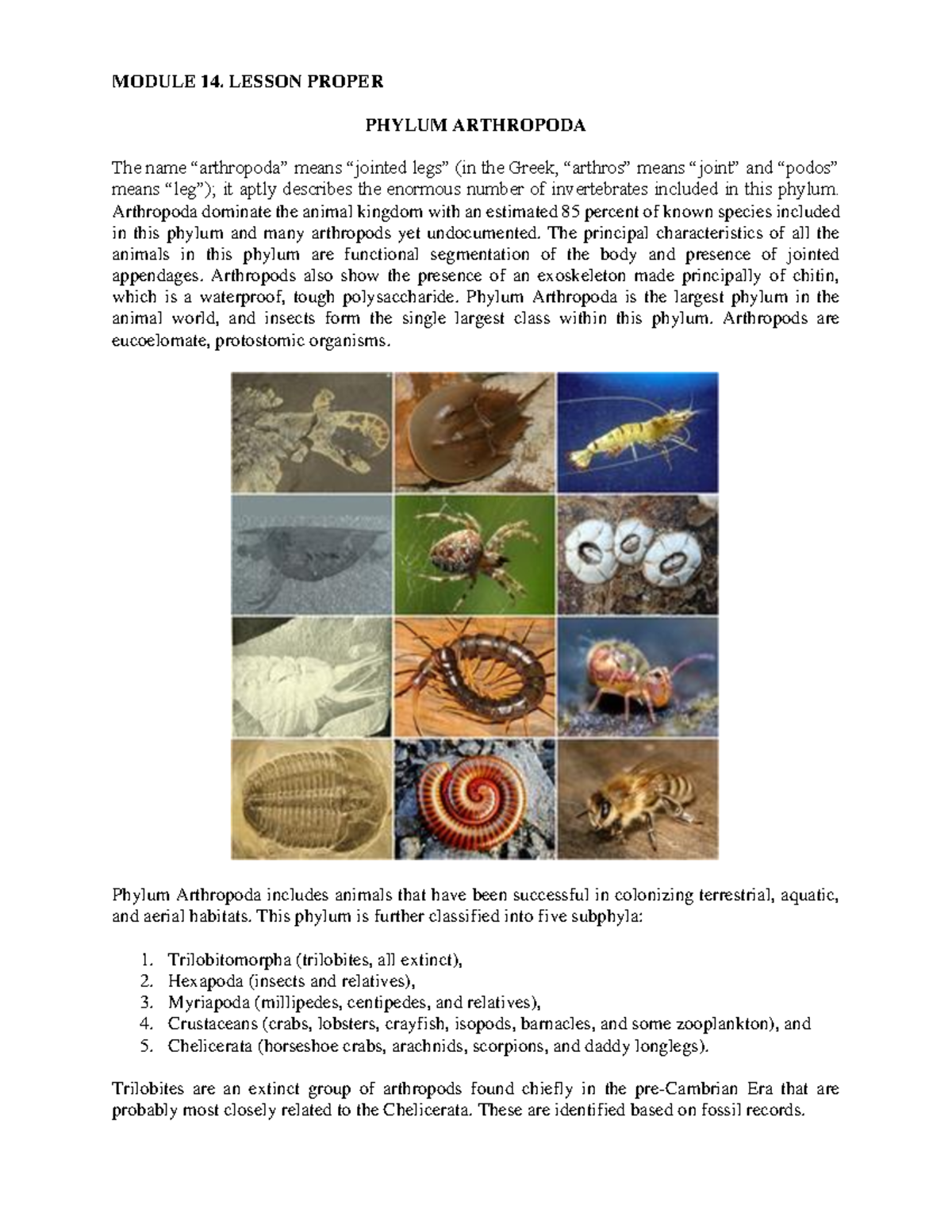 Module 14: Lesson on Phylum Arthropoda and Its Characteristics - Studocu