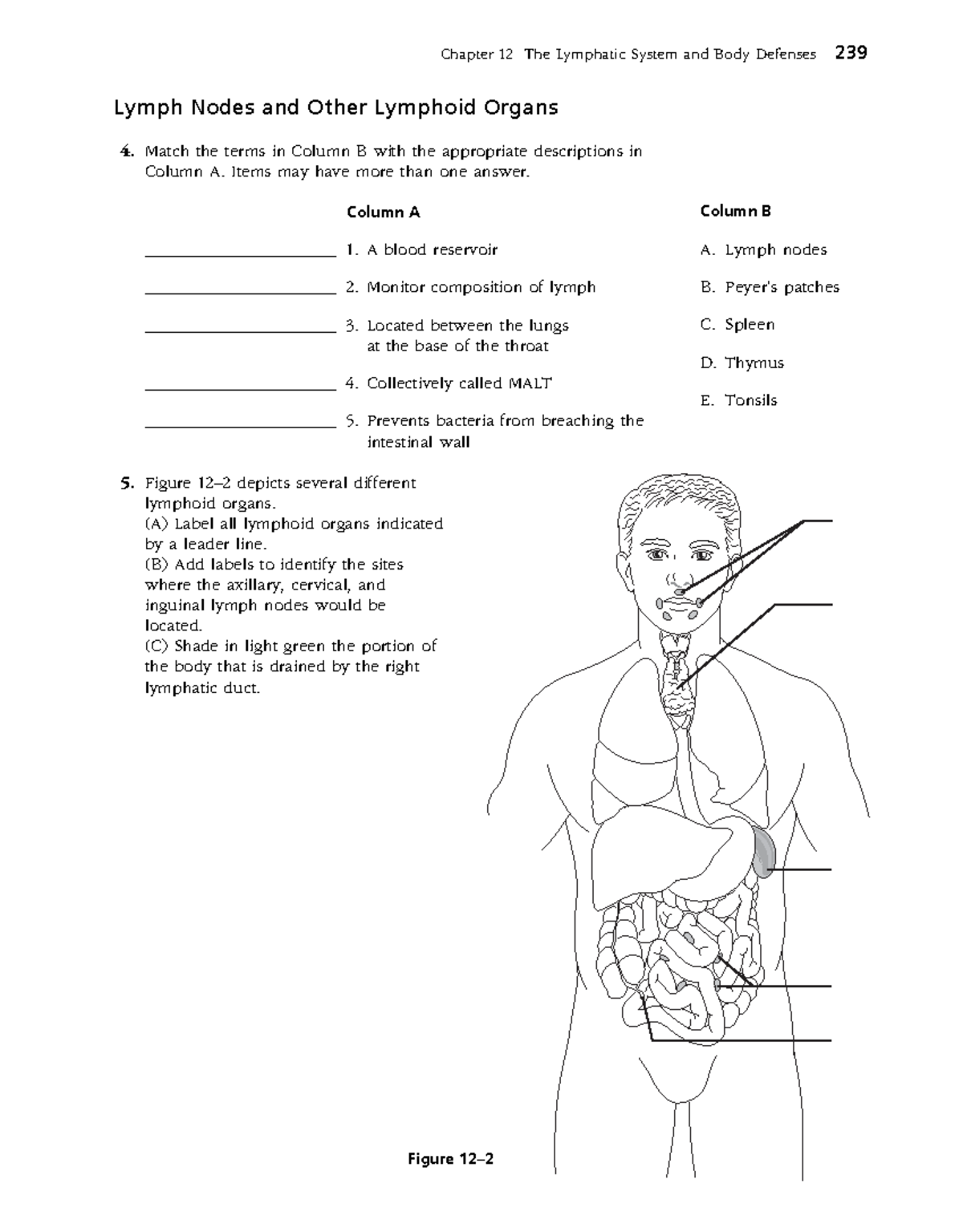 Chapter 12: The Lymphatic System - Review Sheet for Exam 407 - Studocu