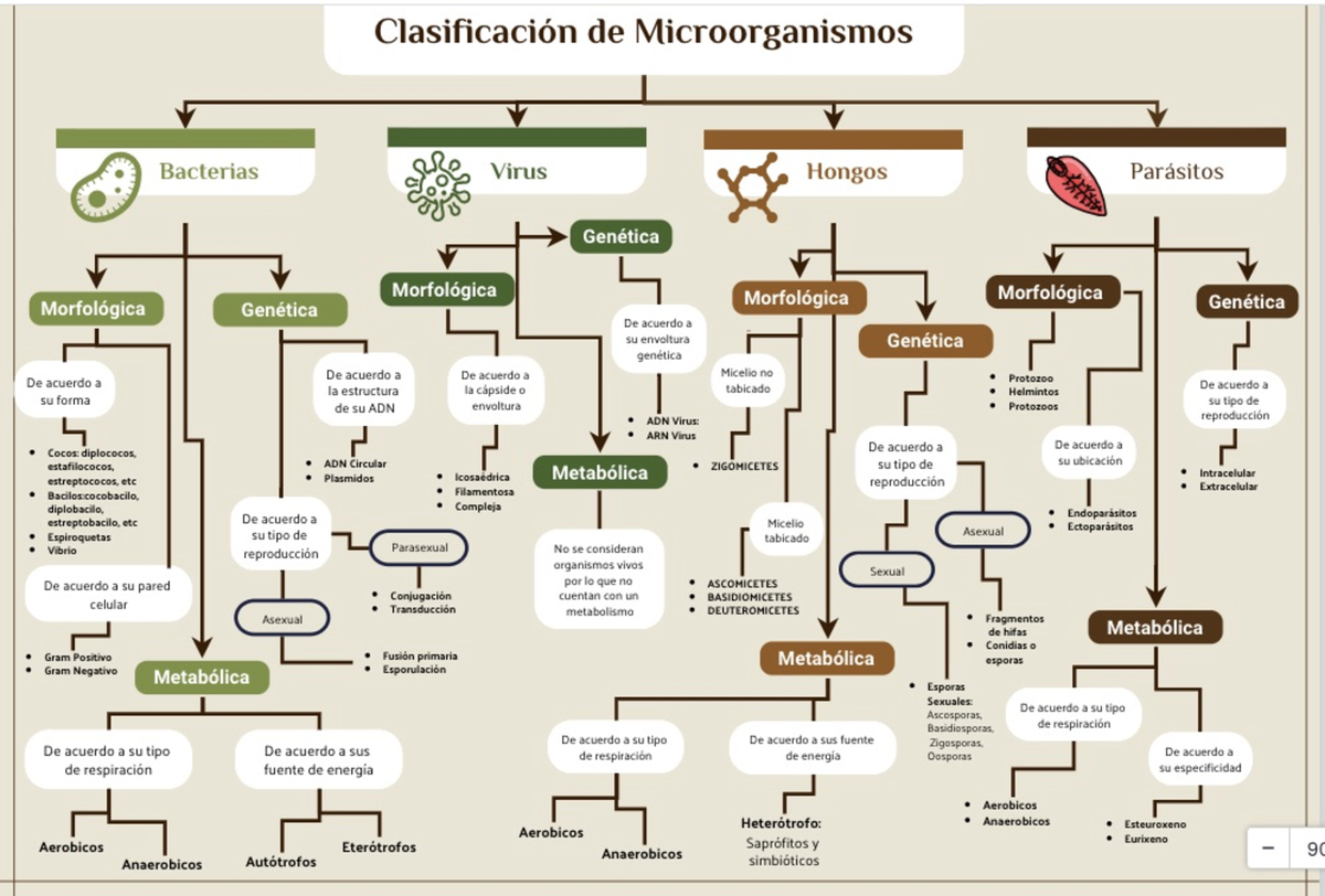 Mapa Mental micro - Clasificacion de Microorganismos Virus Hongos Parasitos Bacterias o 0 74h ...