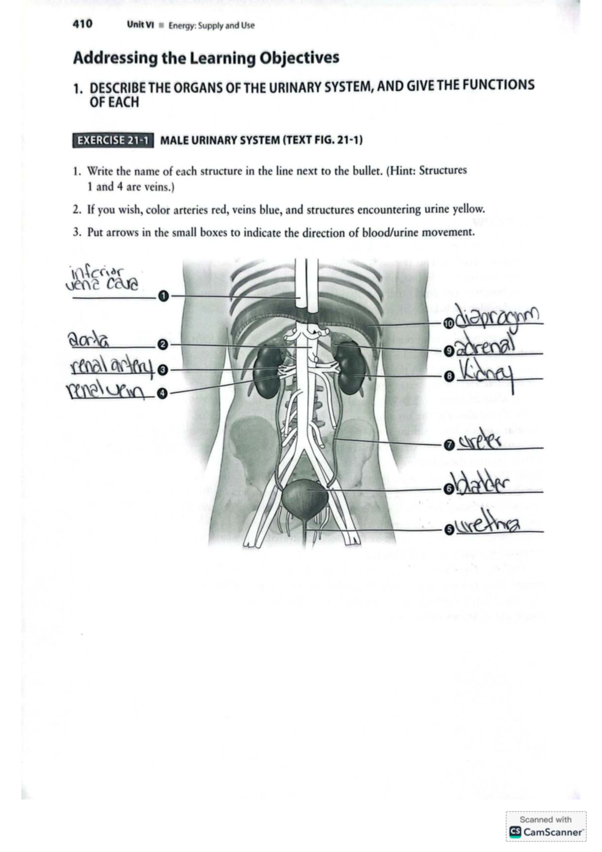 410 Unit VI: The Urinary System - Key Concepts and Exercises - Studocu