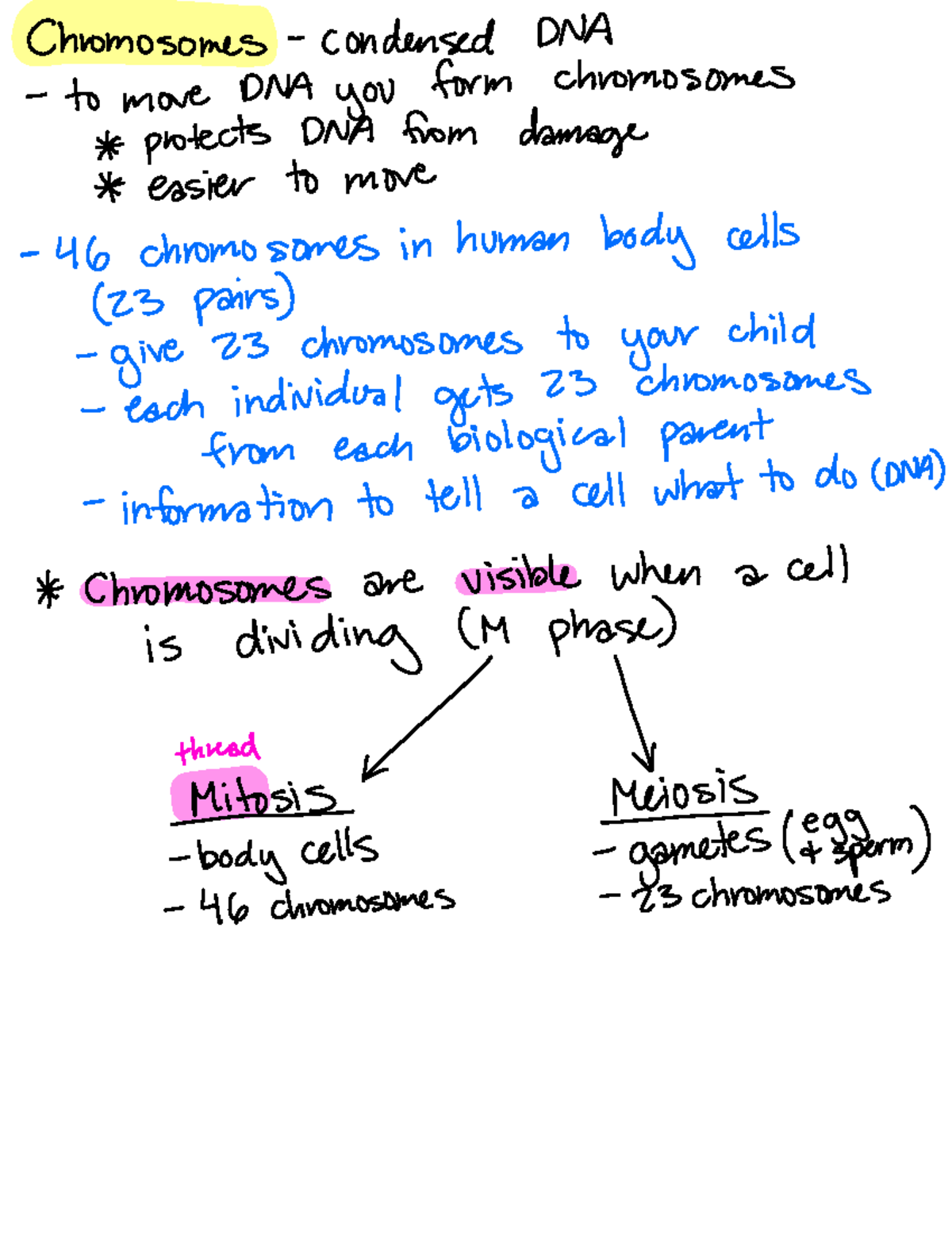 Chromosomes Overview and Function - Studocu