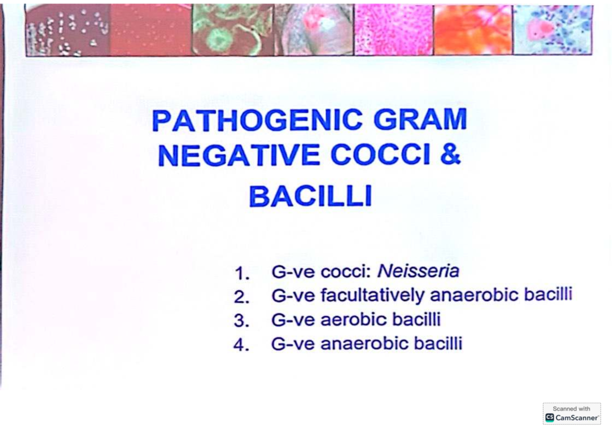 Microbiology Lecture Notes L21: Pathogenic Gram-Negative Cocci ...