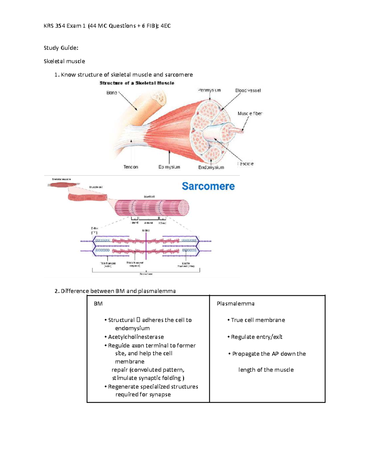 KRS 354 Exam 1 Study Guide: Metabolism & Muscle Physiology Insights ...