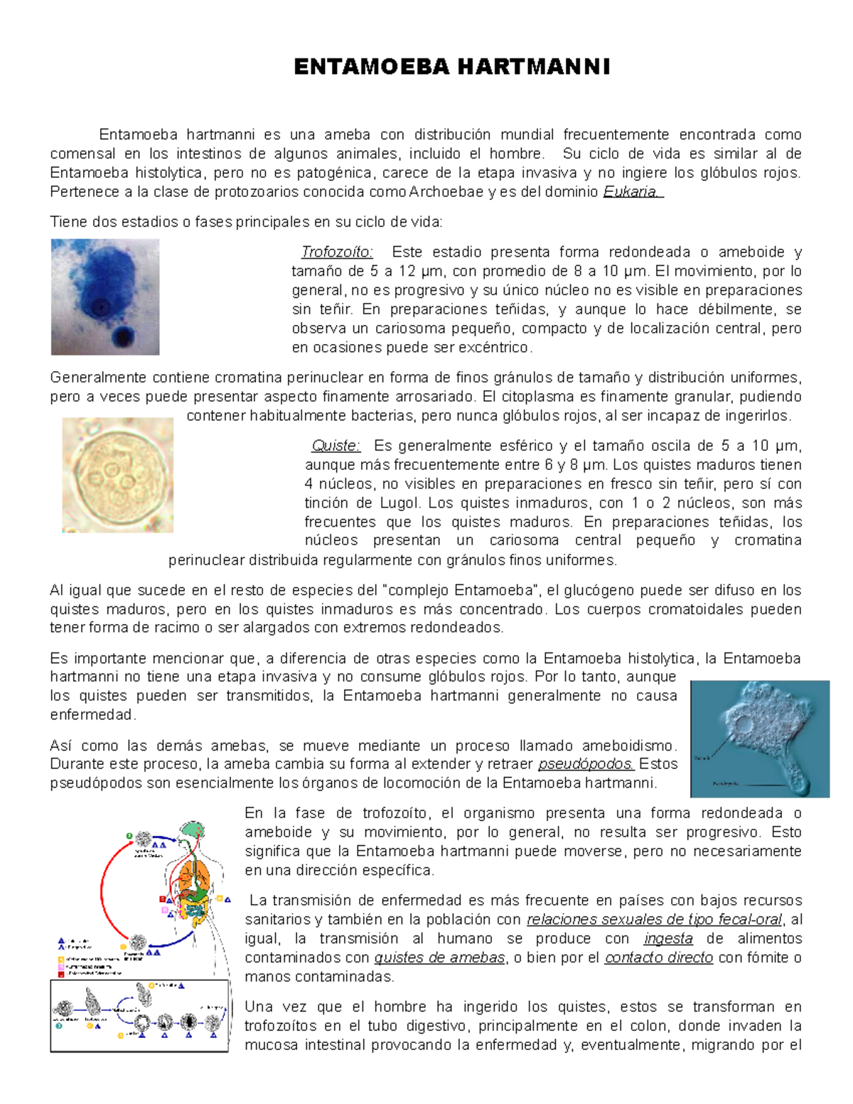 Estudio sobre Entamoeba hartmanni y sus Fases de Vida - Studocu