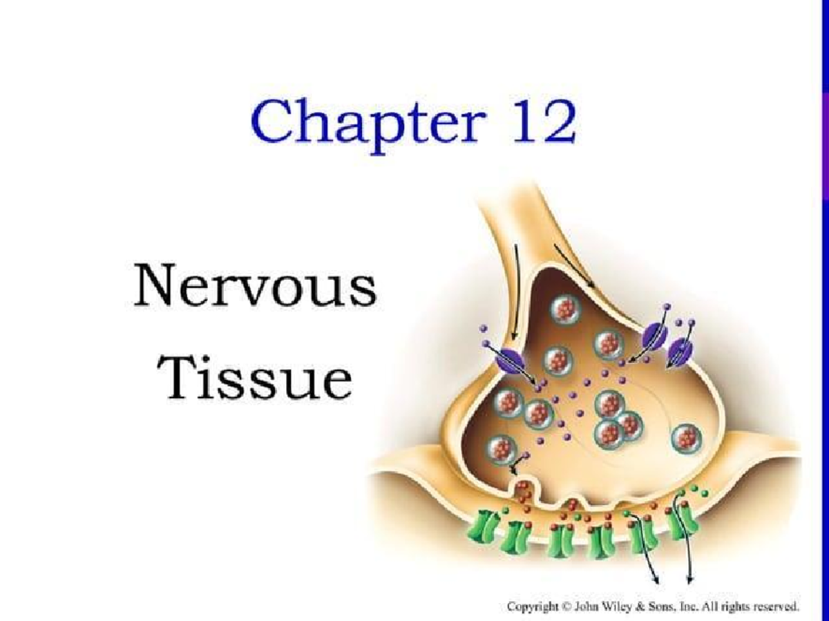 Chapter 12: Nervous System Overview - Studocu