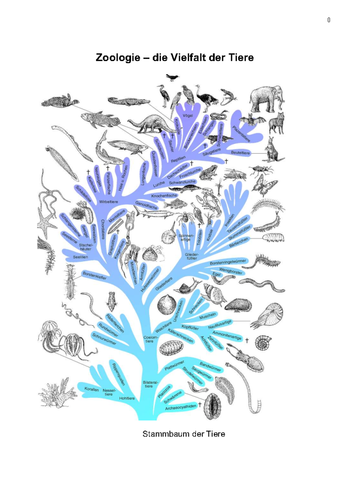 Zoologie 1: Systematik und Einteilung der Lebewesen im natürlichen ...