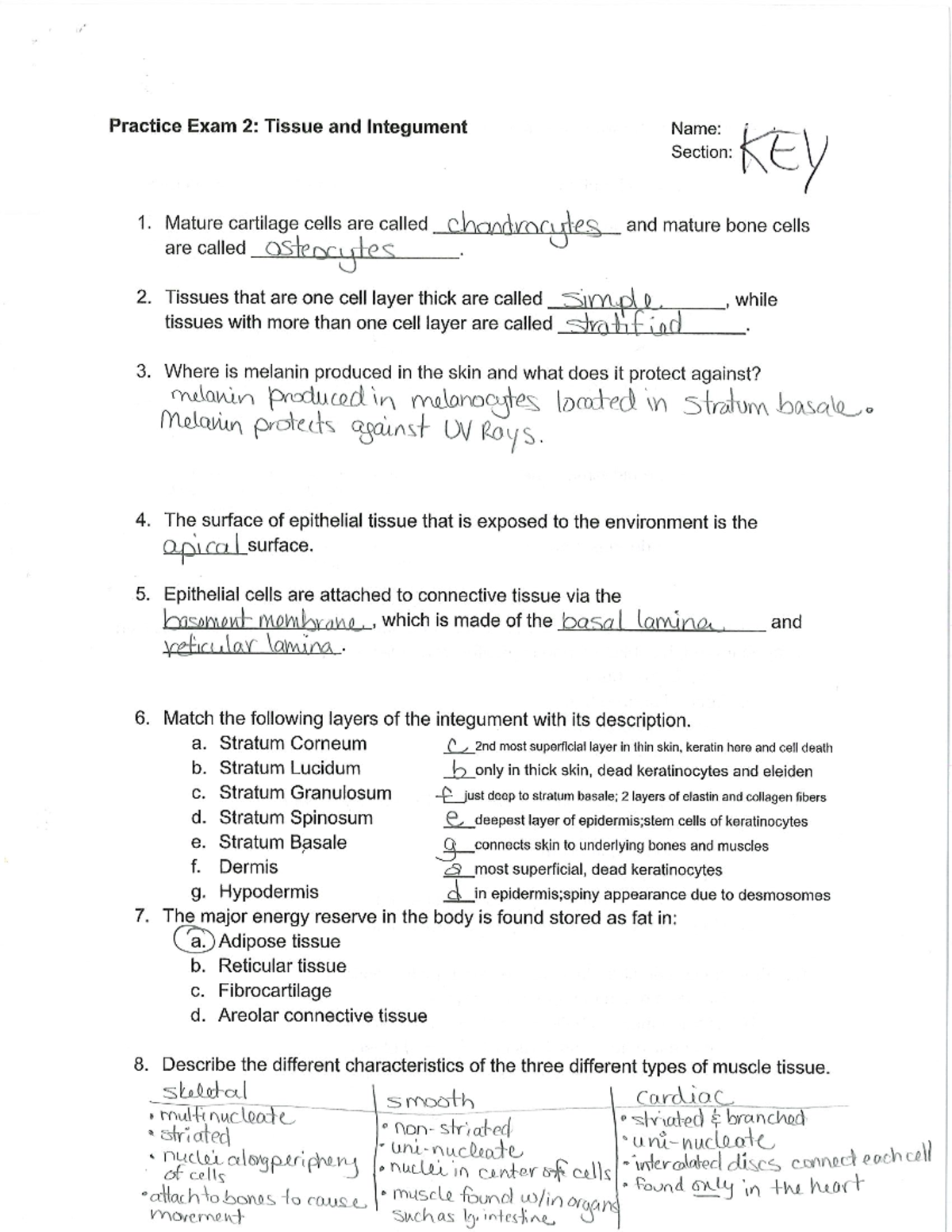 Final Exam Review Notes for Course Code: ABC101 - Tissue & Integument ...