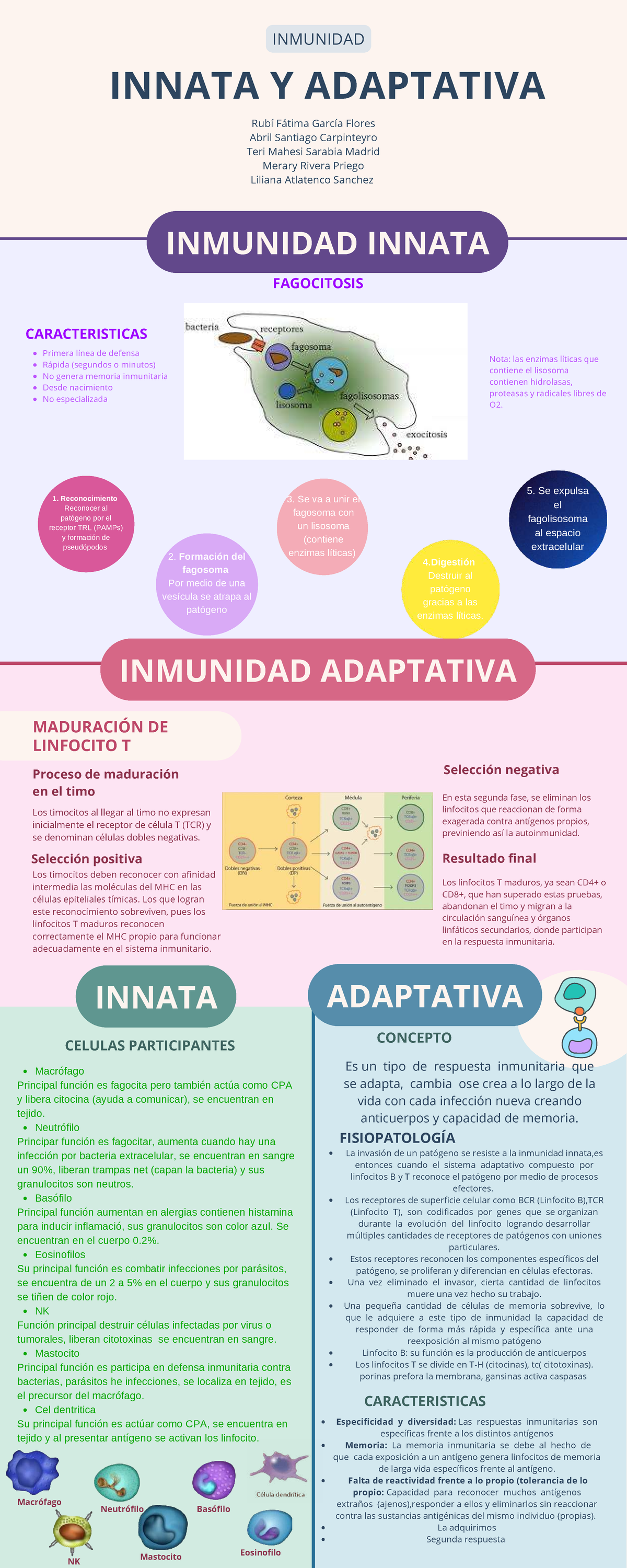 Infografía sobre Inmunidad Innata y Adaptativa - Biología 101 - Studocu