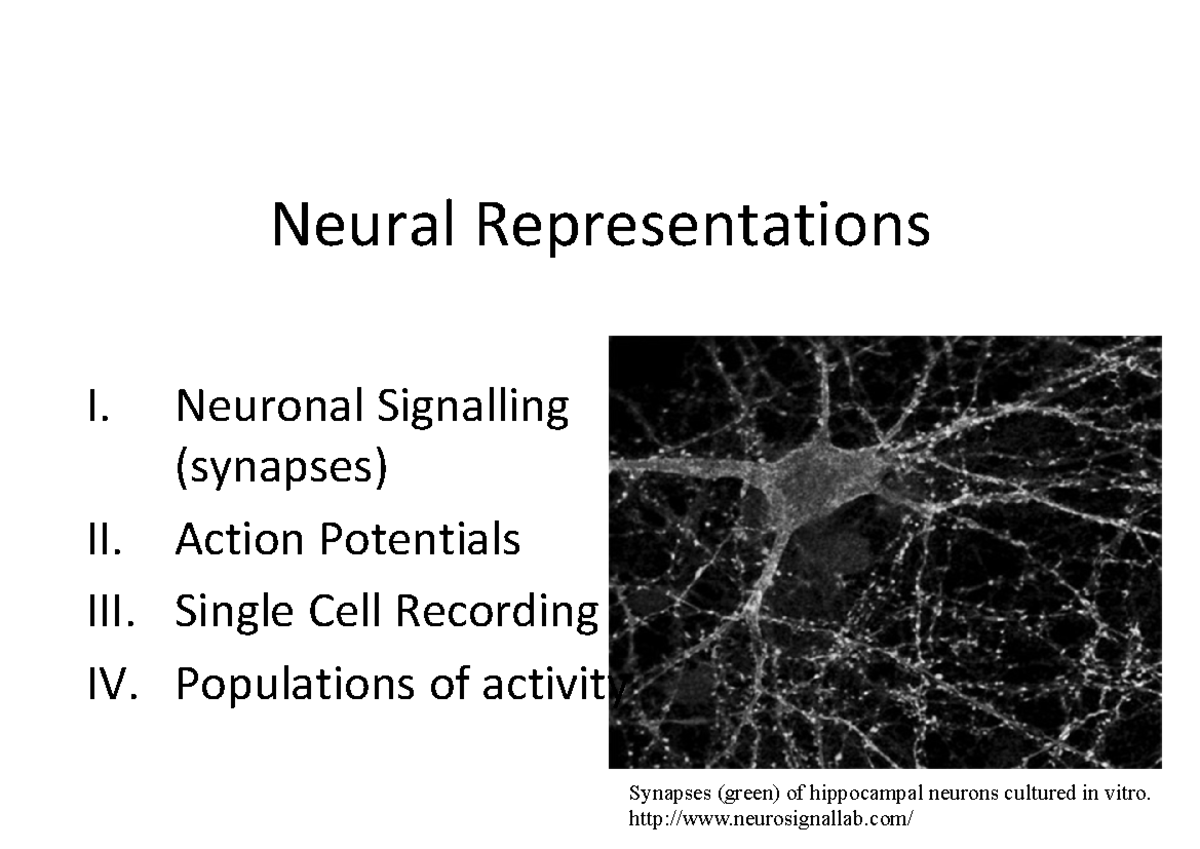 Neural Representations: Neuronal Signaling & Action Potentials (NEU 101 ...
