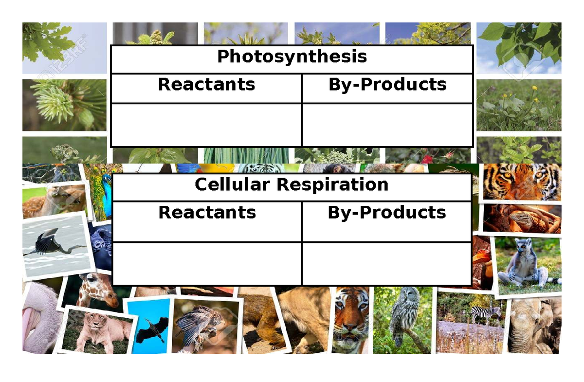 Photosynthesis and Cellular Respiration Summary - Tarpapel - Biology ...