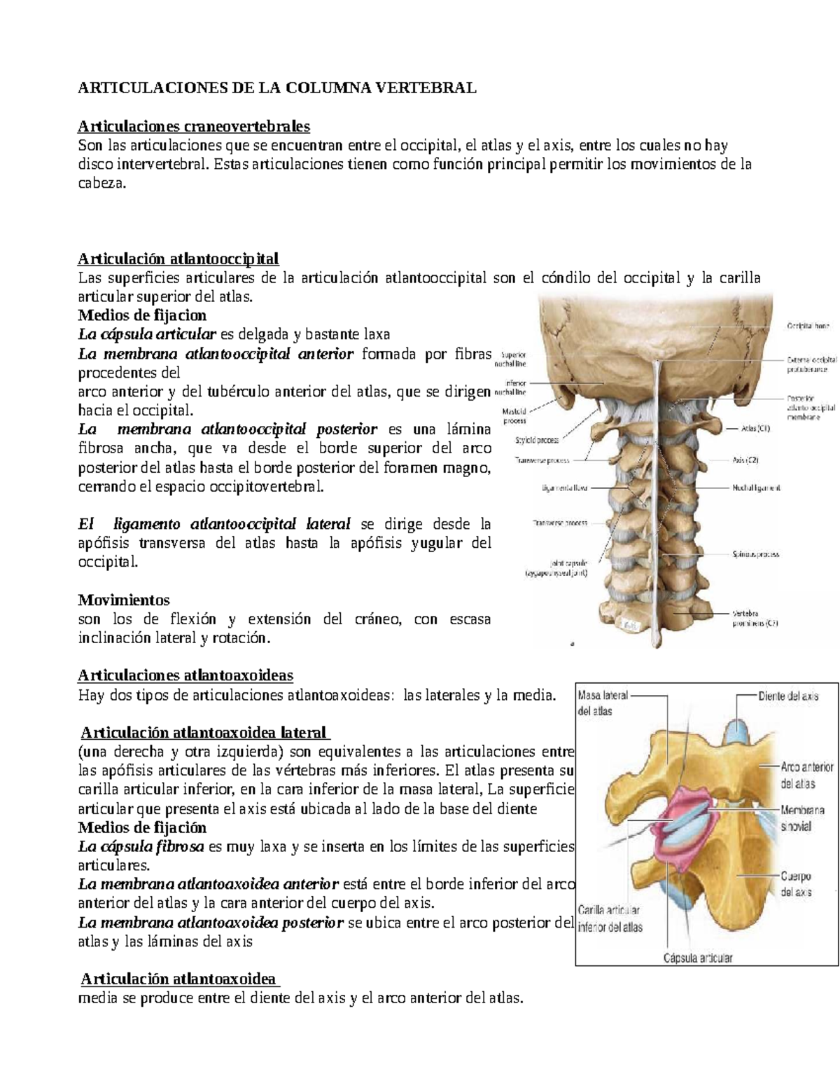 ART 3: Articulaciones de la Columna Vertebral y Tórax - Studocu