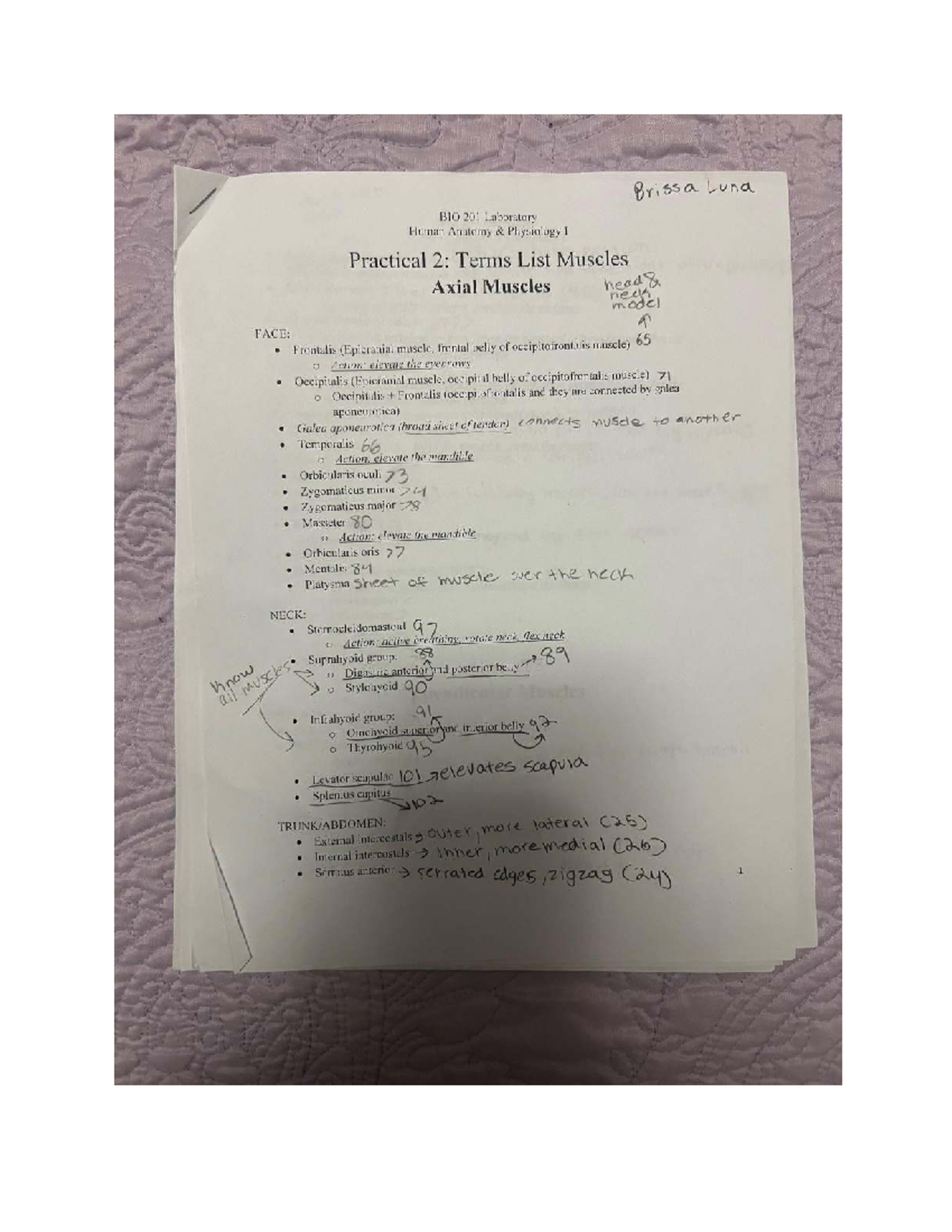 Muscles Practical Study Guide - BIO 201 Lab Anatomy & Physiology - Studocu