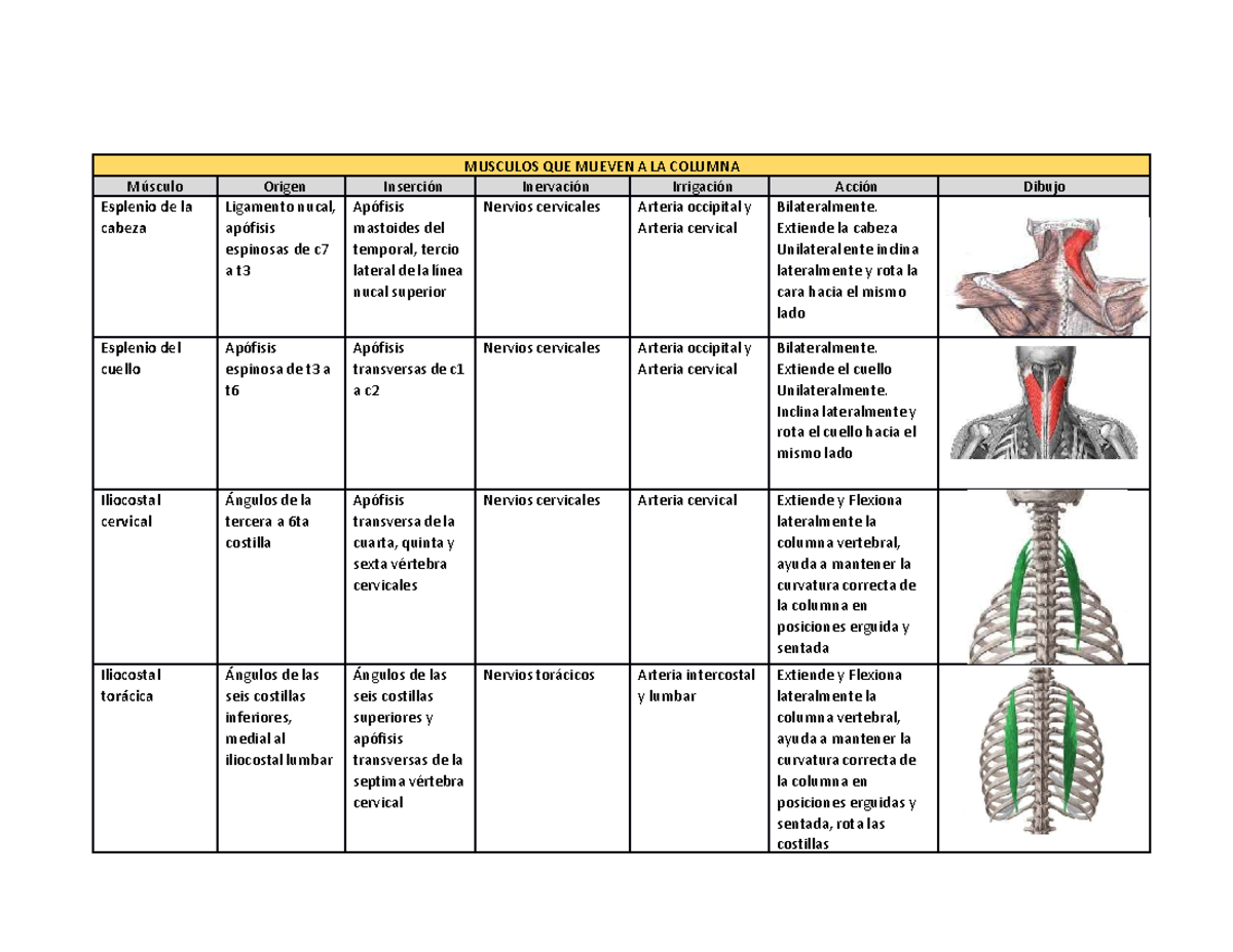 Músculos que Mueven la Columna - Anatomía Detallada - Studocu