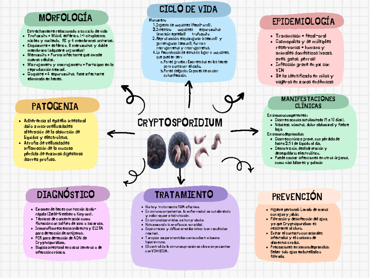 MC Cryptosporidium: Prevención, Morfología y Patogénesis - Studocu