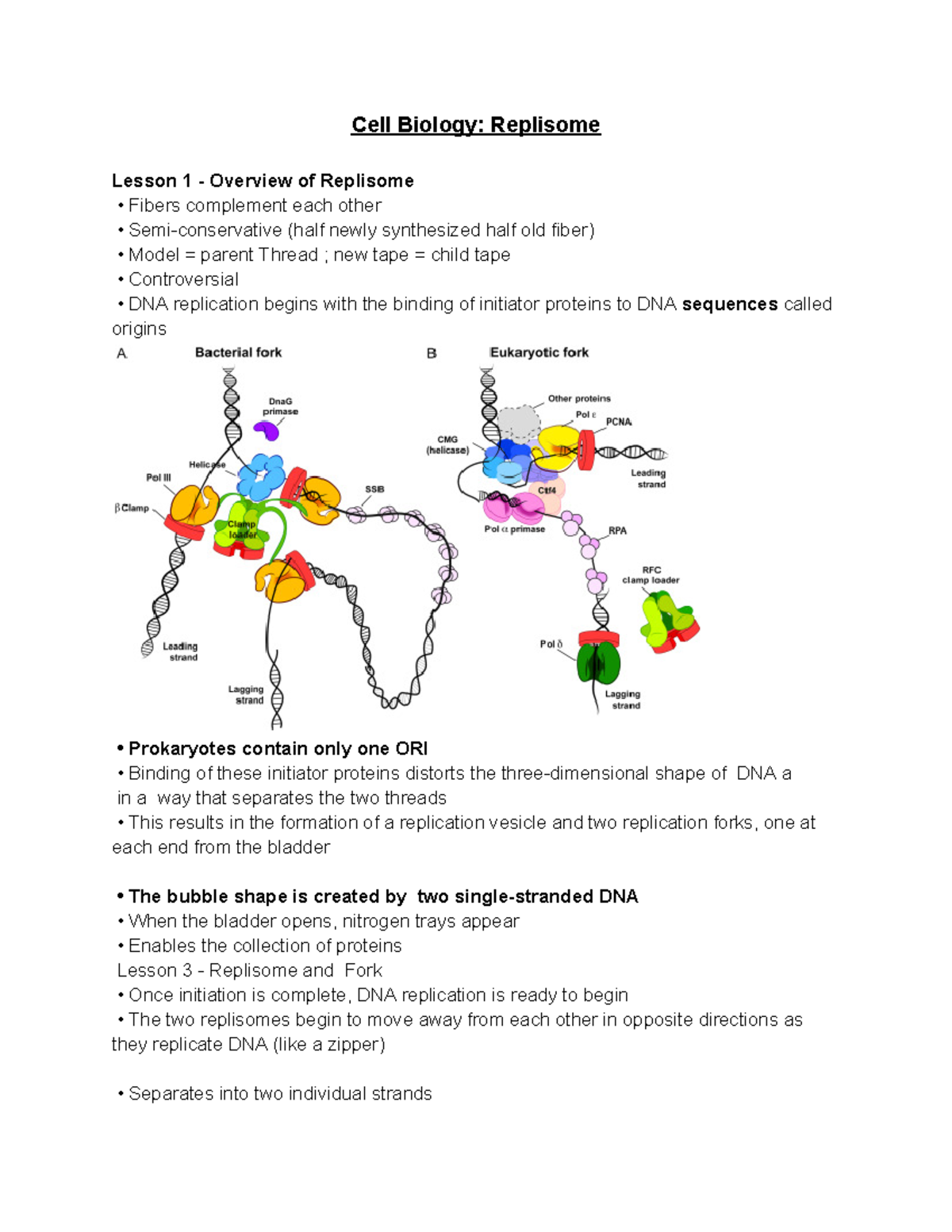 Cell Biology Replisome - Cell Biology: Replisome Lesson 1 - Overview of ...