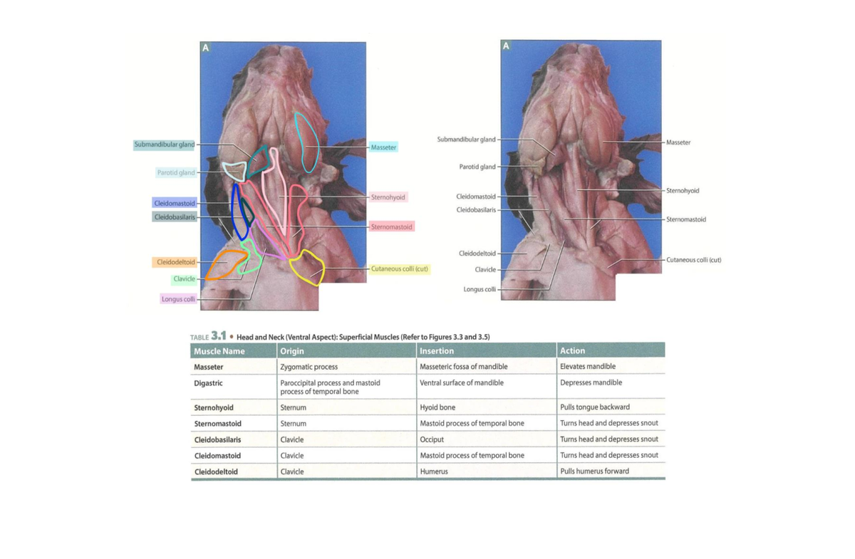 Lbbbio 3: Exam 3 - Muscles of the Head, Neck, and Limbs in Rabbits ...