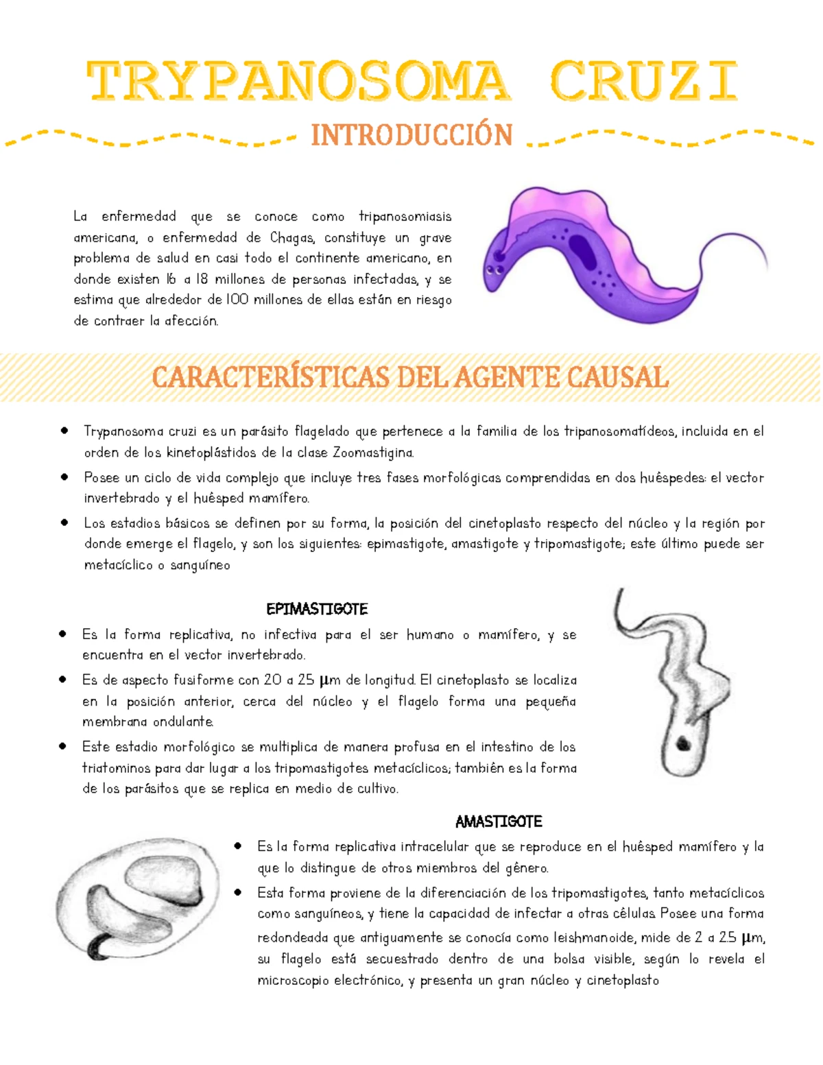 Estudio sobre Taenia saginata: Definición, Ciclo de Vida y Tratamiento ...