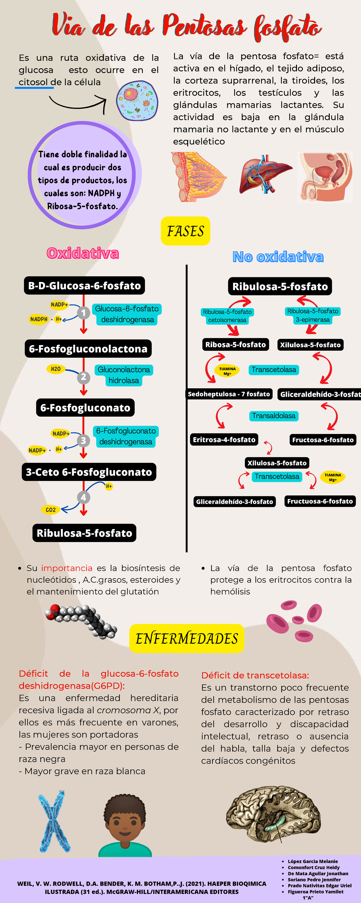 Via de las Pentosas: Infografía y Detalles Metabólicos - Studocu