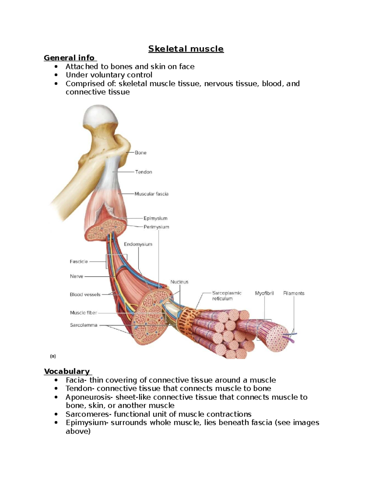 Chapter 9 Study Guide: Skeletal Muscle Structure & Function - Studocu
