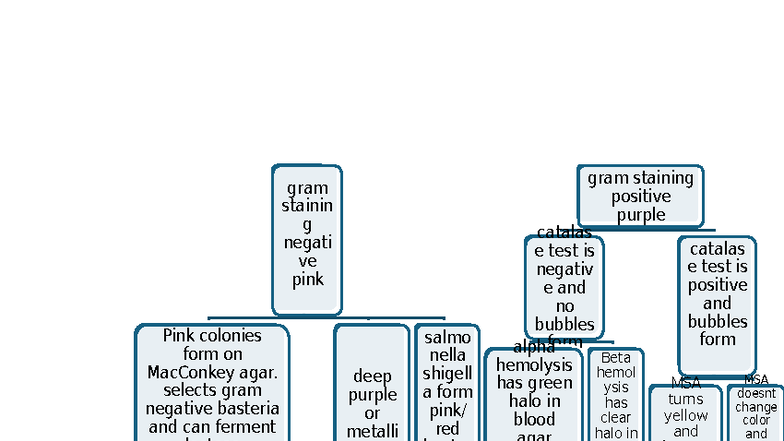 Gram Staining & Bacterial Identification Flowchart - Notes - Studocu