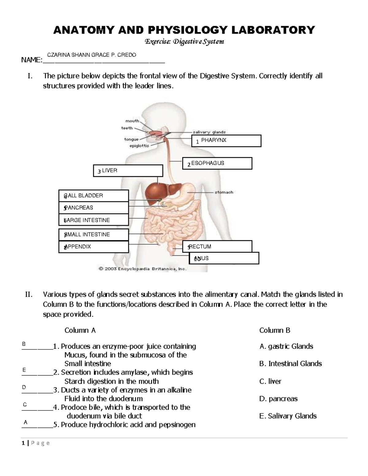 Digestive System Anatomy & Physiology Lab Exercises (ANP 101) - Studocu