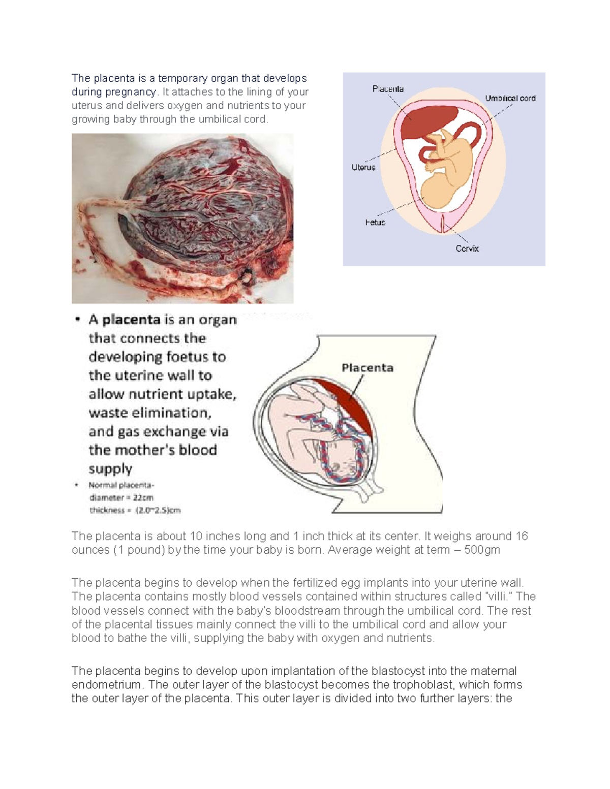 Placenta Development and Functions - HDBC 101 - Studocu