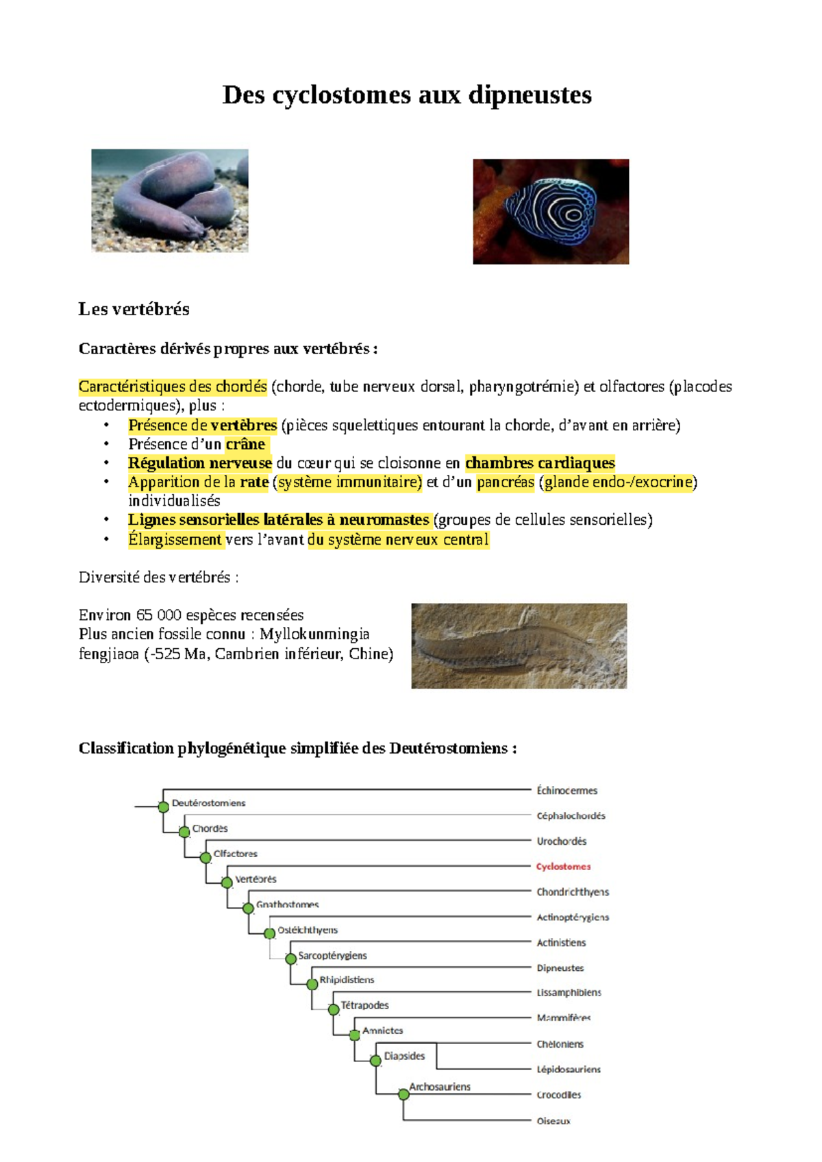Des cyclostomes aux dipneustes - 80 espèces recensées - Perte des ...