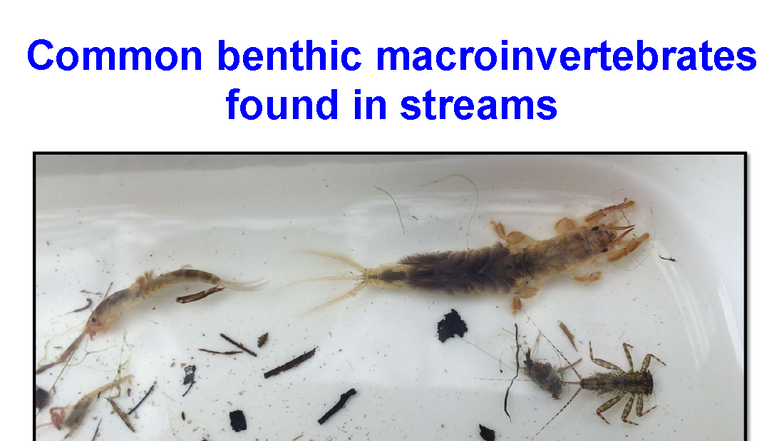 Common Benthic Macroinvertebrates in Streams - BIO 101 - Studocu