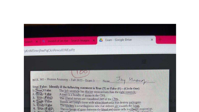 BIOL 365 Fall 2023 Exam 3 Review: Human Anatomy Insights - Studocu