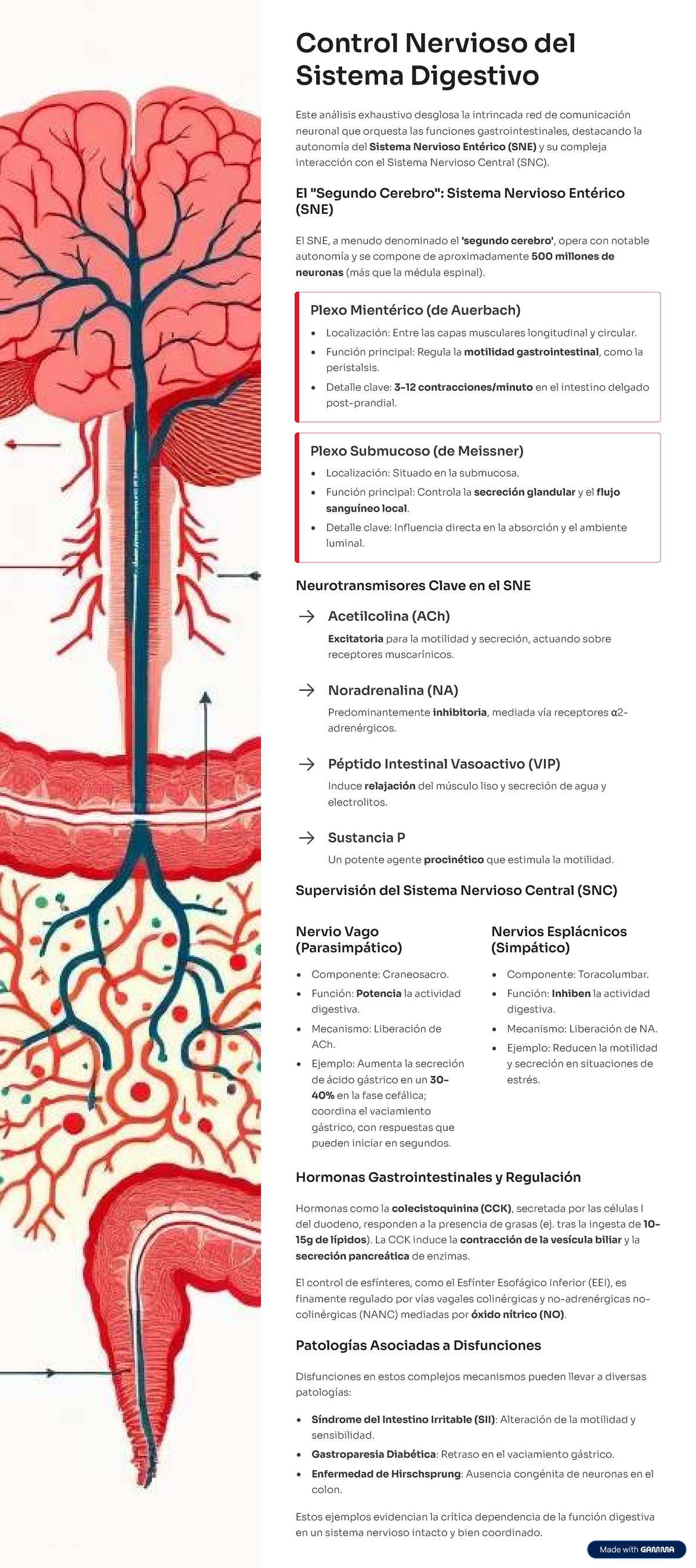 Control Nervioso del Sistema Digestivo: Análisis del SNE y SNC - Studocu