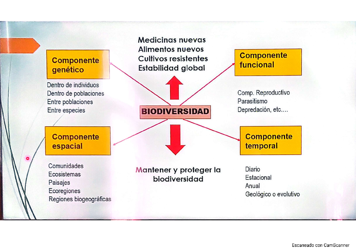 Bio 26305 Capítulo 8: Ecología y Biodiversidad - Diapositivas - Studocu