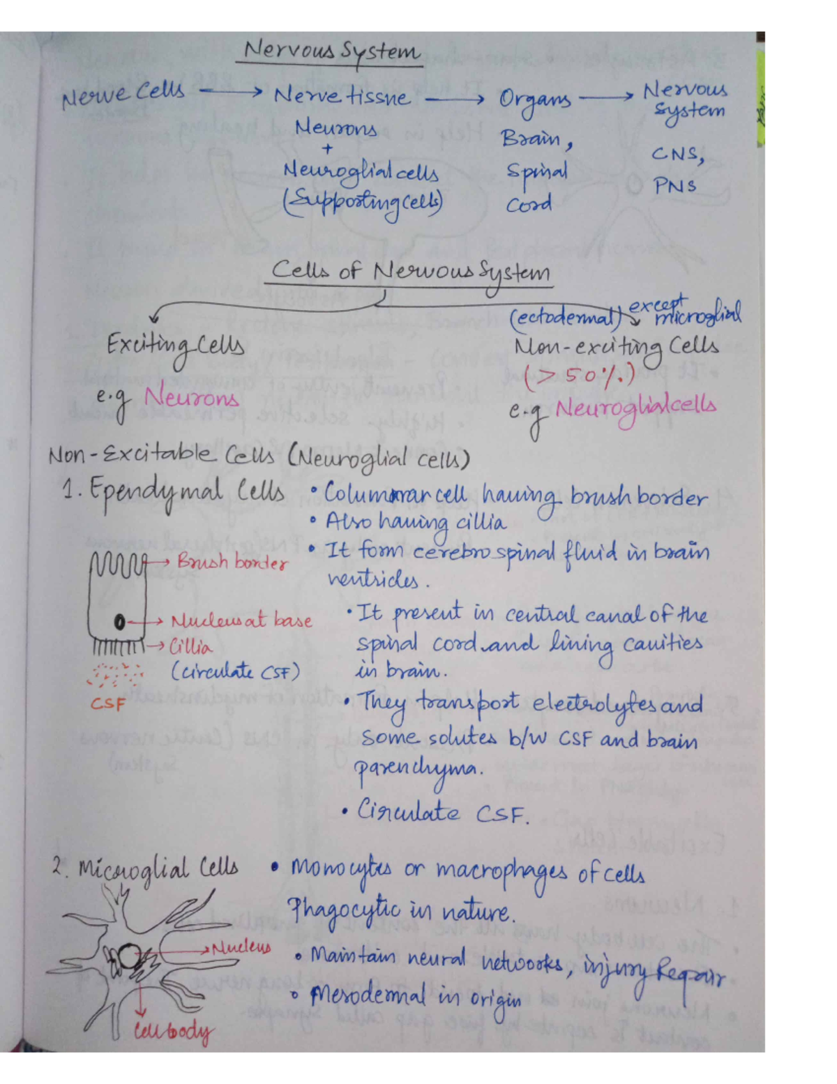 Nervous System Lecture Notes for BIO 101: Understanding Functions and ...