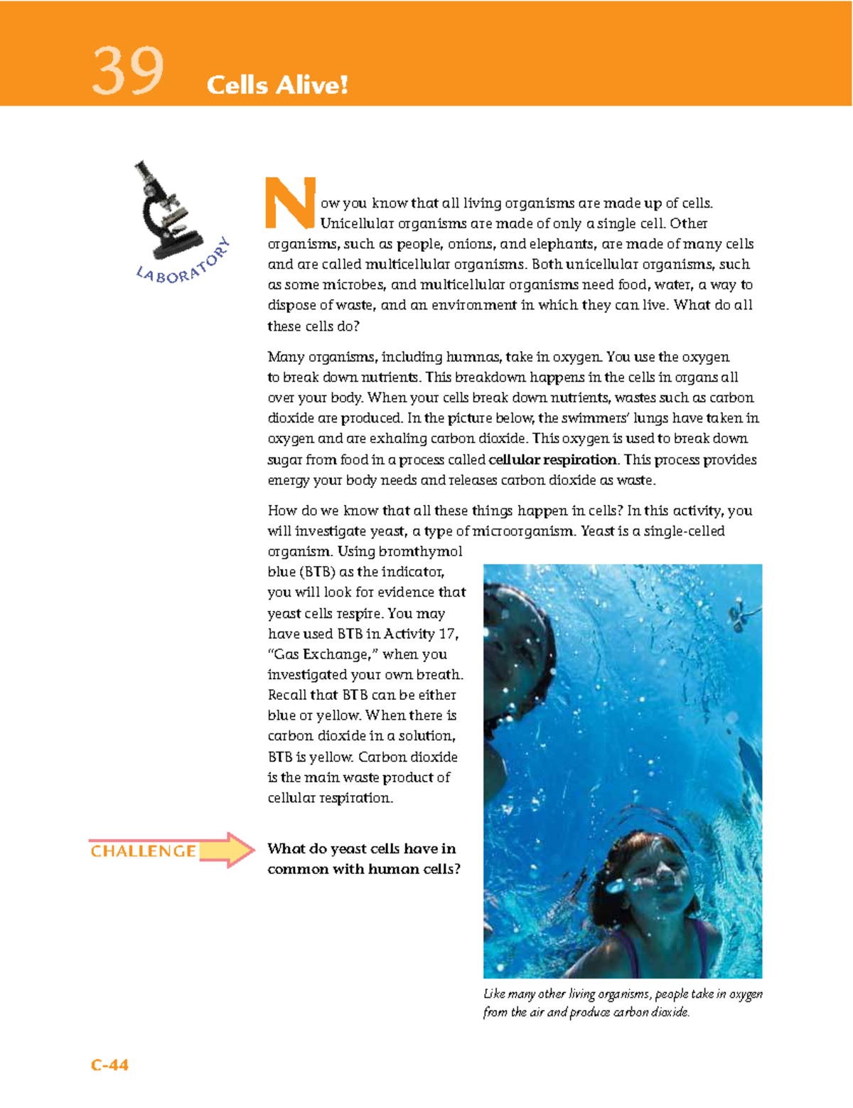 Cells Alive! Activity 39: The Circulation Game and Yeast Respiration ...