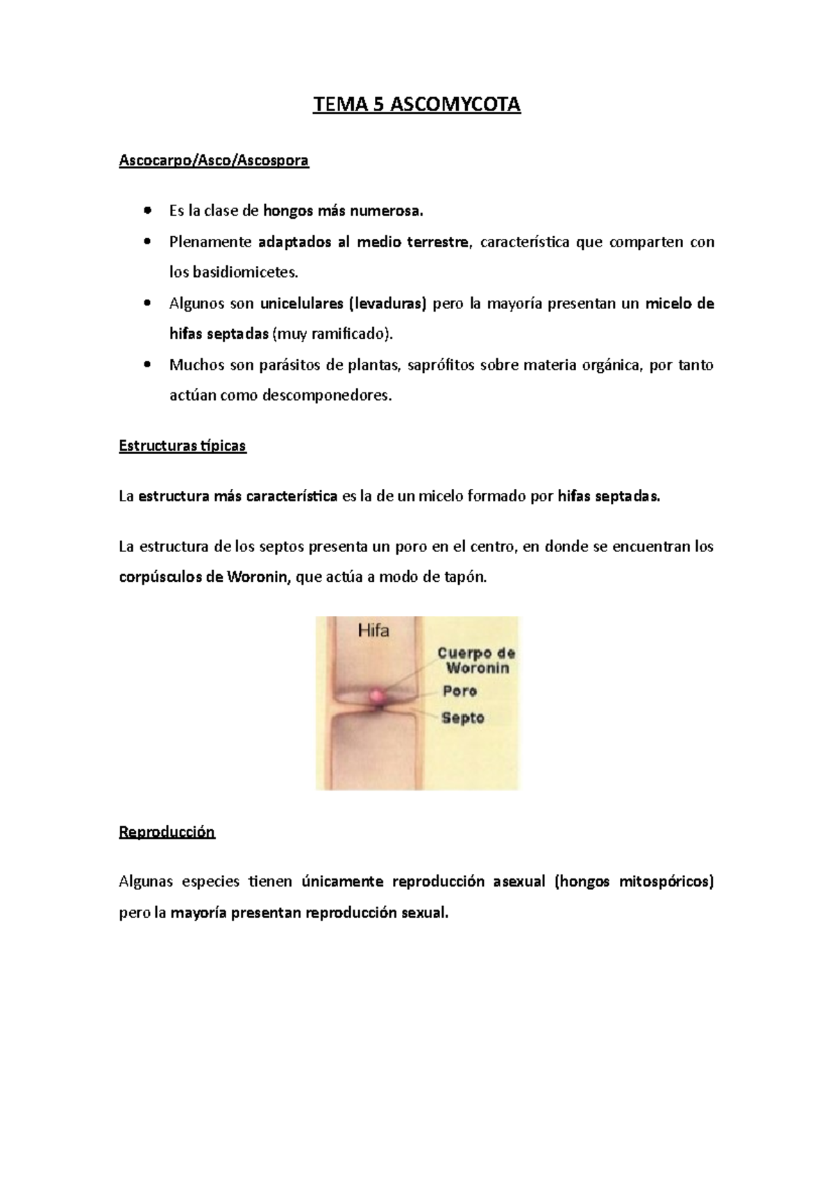 TEMA 5- Ascomycota general - TEMA 5 ASCOMYCOTA Ascocarpo/Asco/Ascospora ...