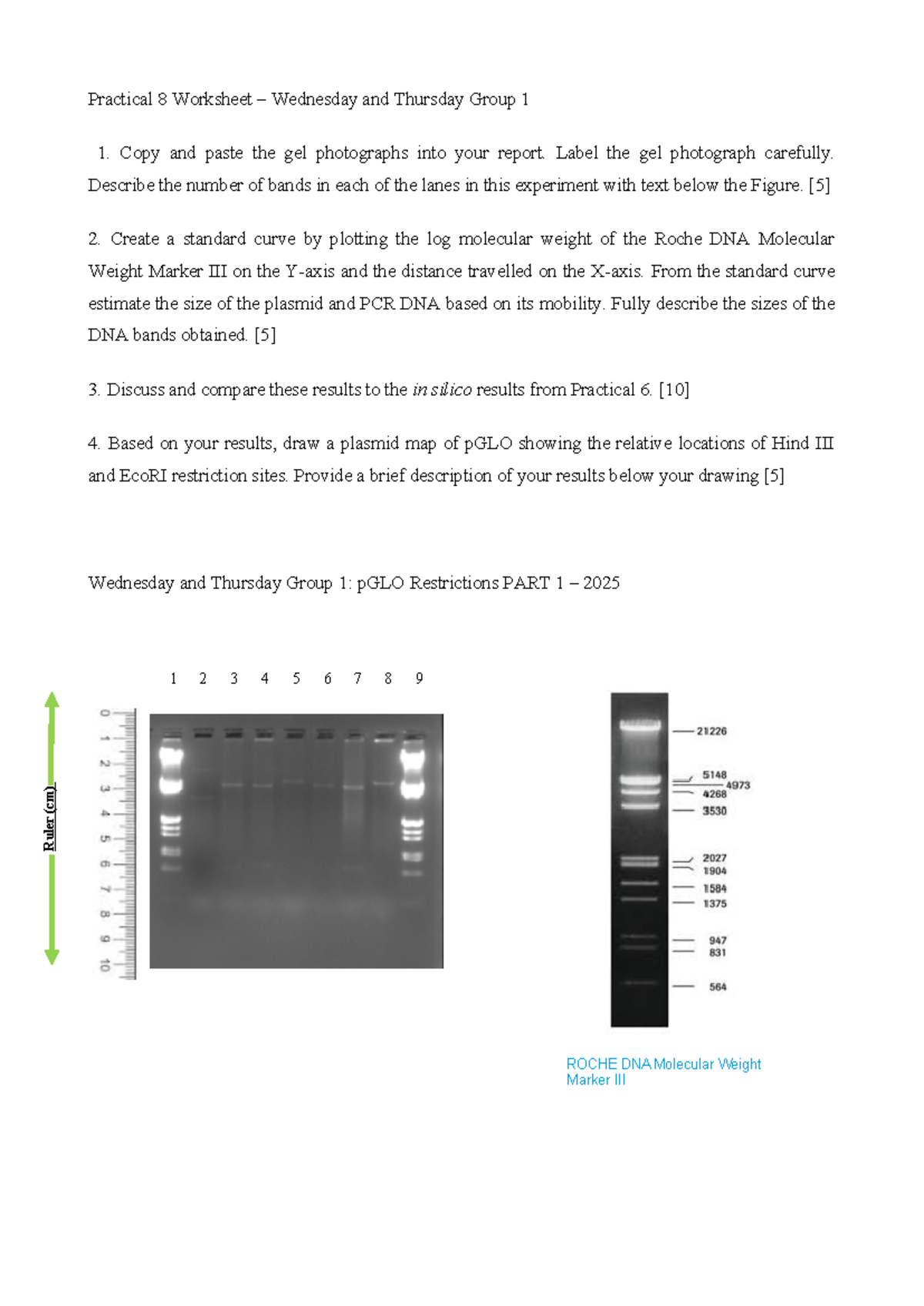 Practical 8 Worksheet: pGLO Gel Analysis & Plasmid Mapping - Studocu
