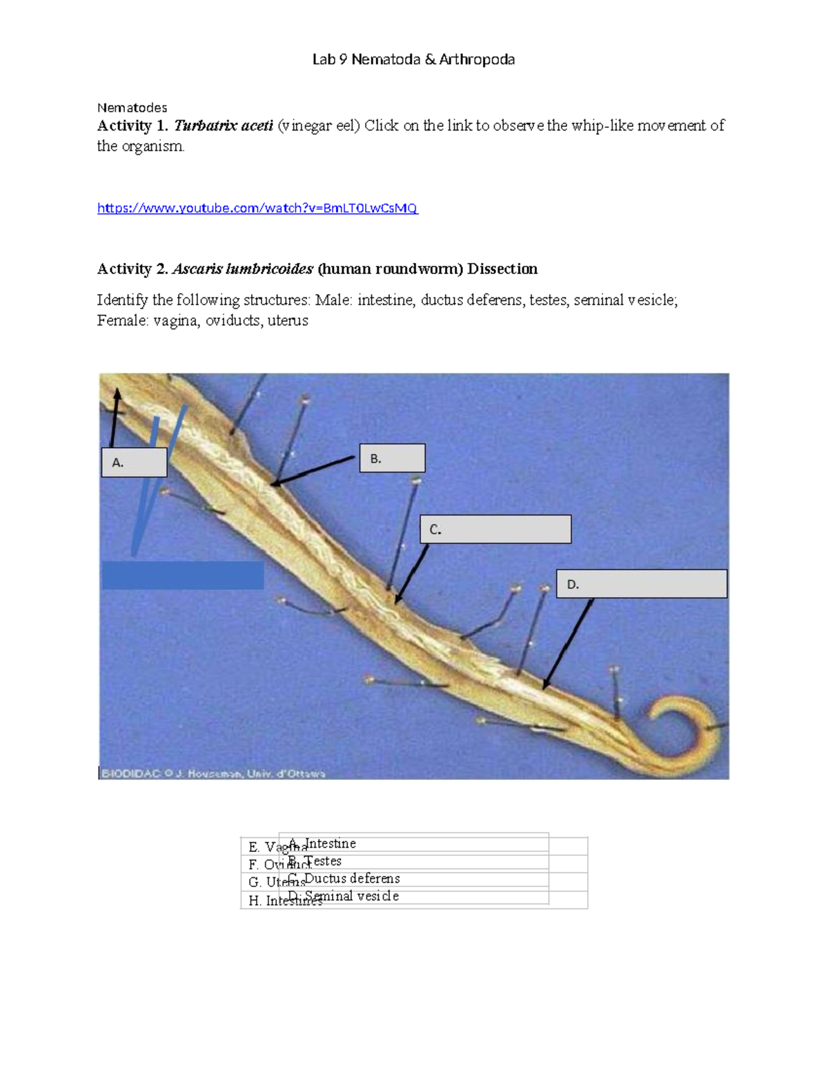 Lab 9: Nematoda & Arthropoda Dissection Activities and Observations ...