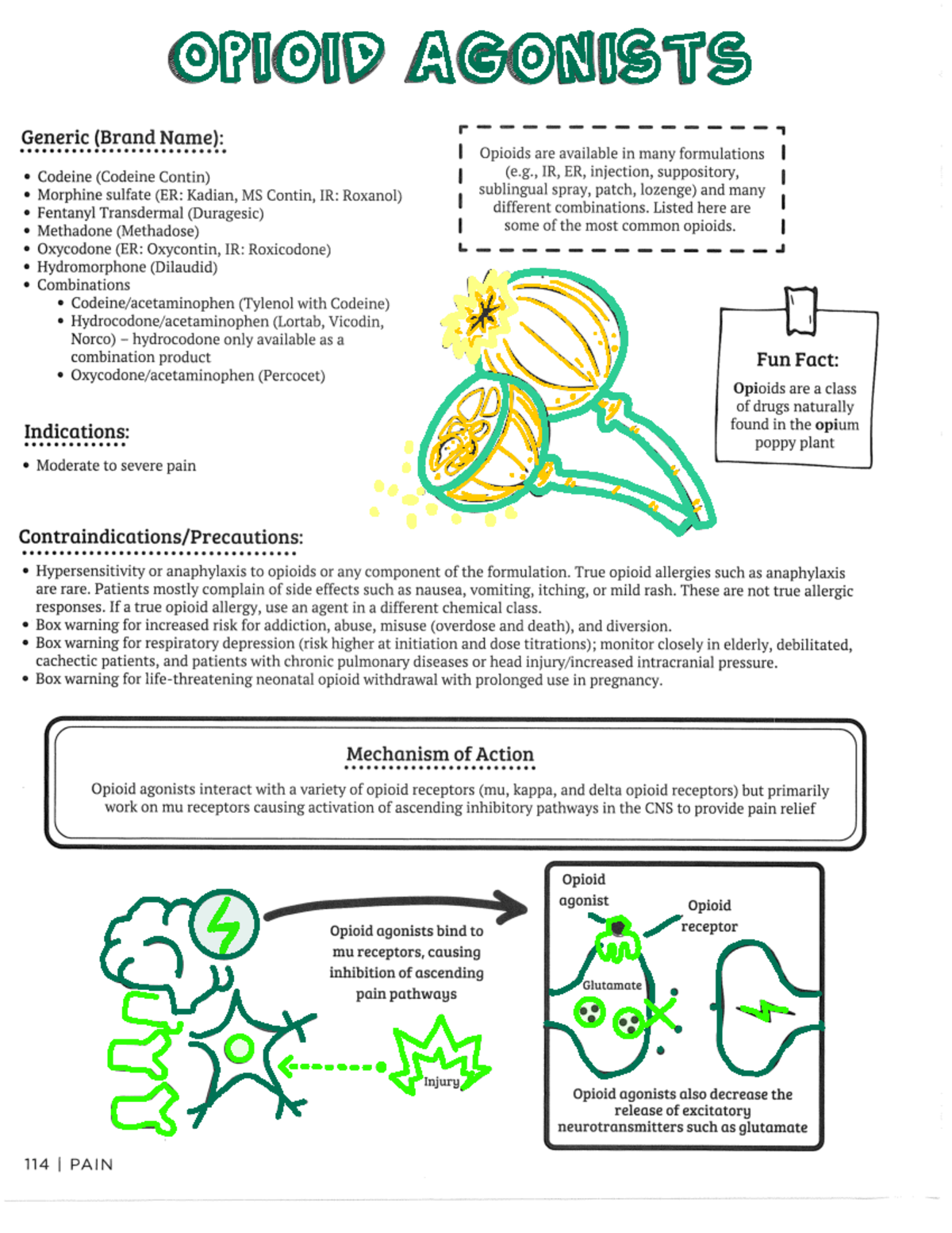 Opioid Agnoist Worksheet 2 - NUR 425 - BOLD & & & ↑ IXi IS - ↑ ...