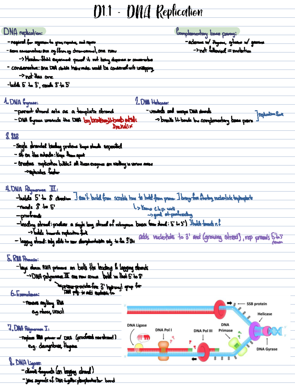D1.1 - Comprehensive Overview of DNA Replication Processes - Studocu