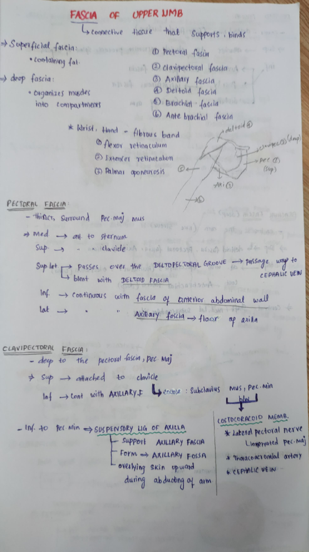 Fascia of upper limb - Clinically Oriented Anatomy - Internal medicine ...