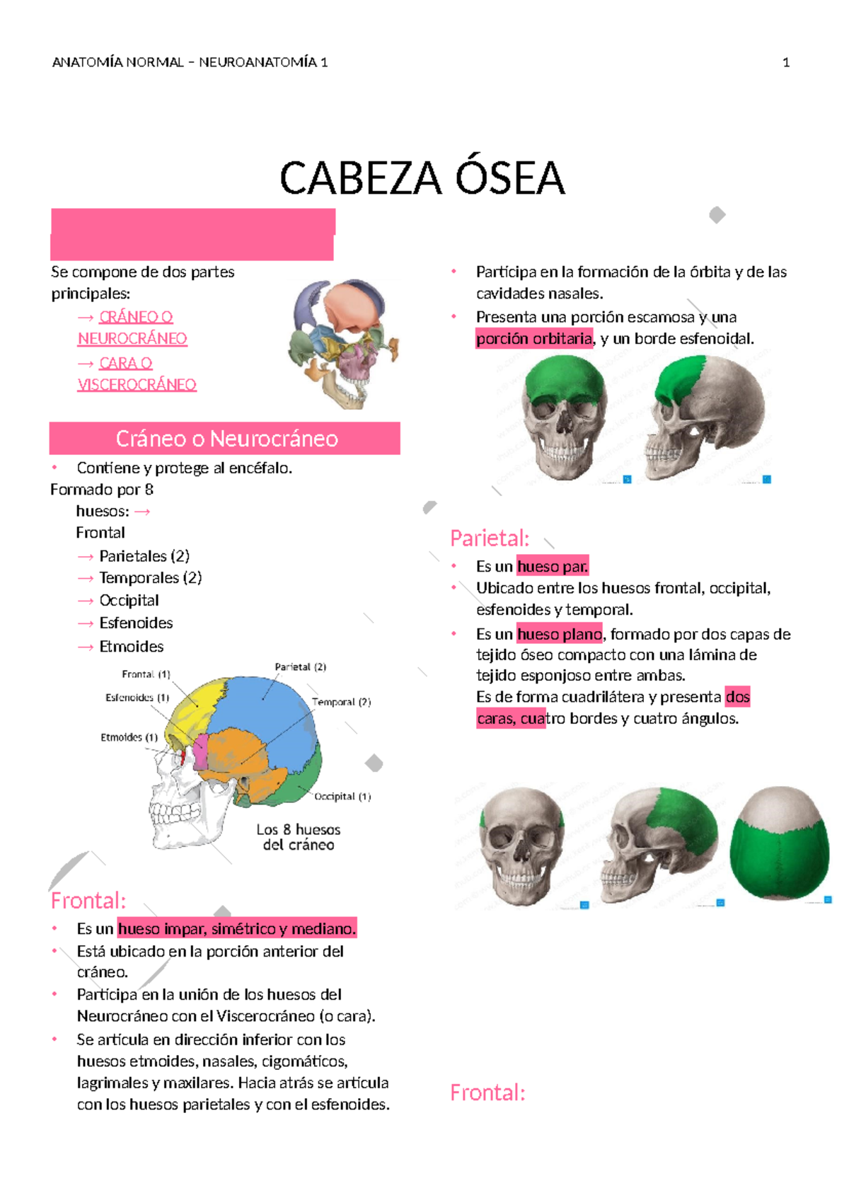 Cabeza Ósea completa - CABEZA ÓSEA Se compone de dos partes principales ...