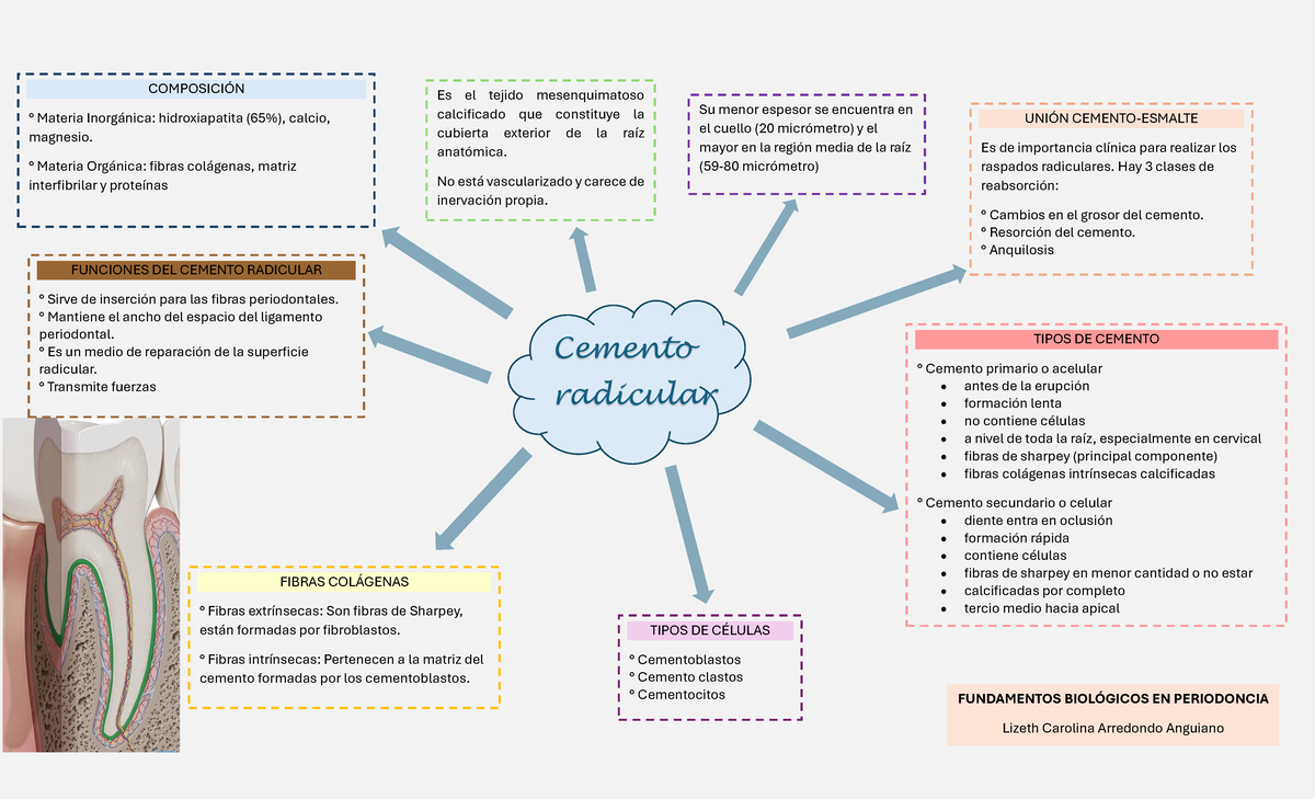 Cemento Radicular: Composición, Tipos y Funciones en Periodoncia - Studocu