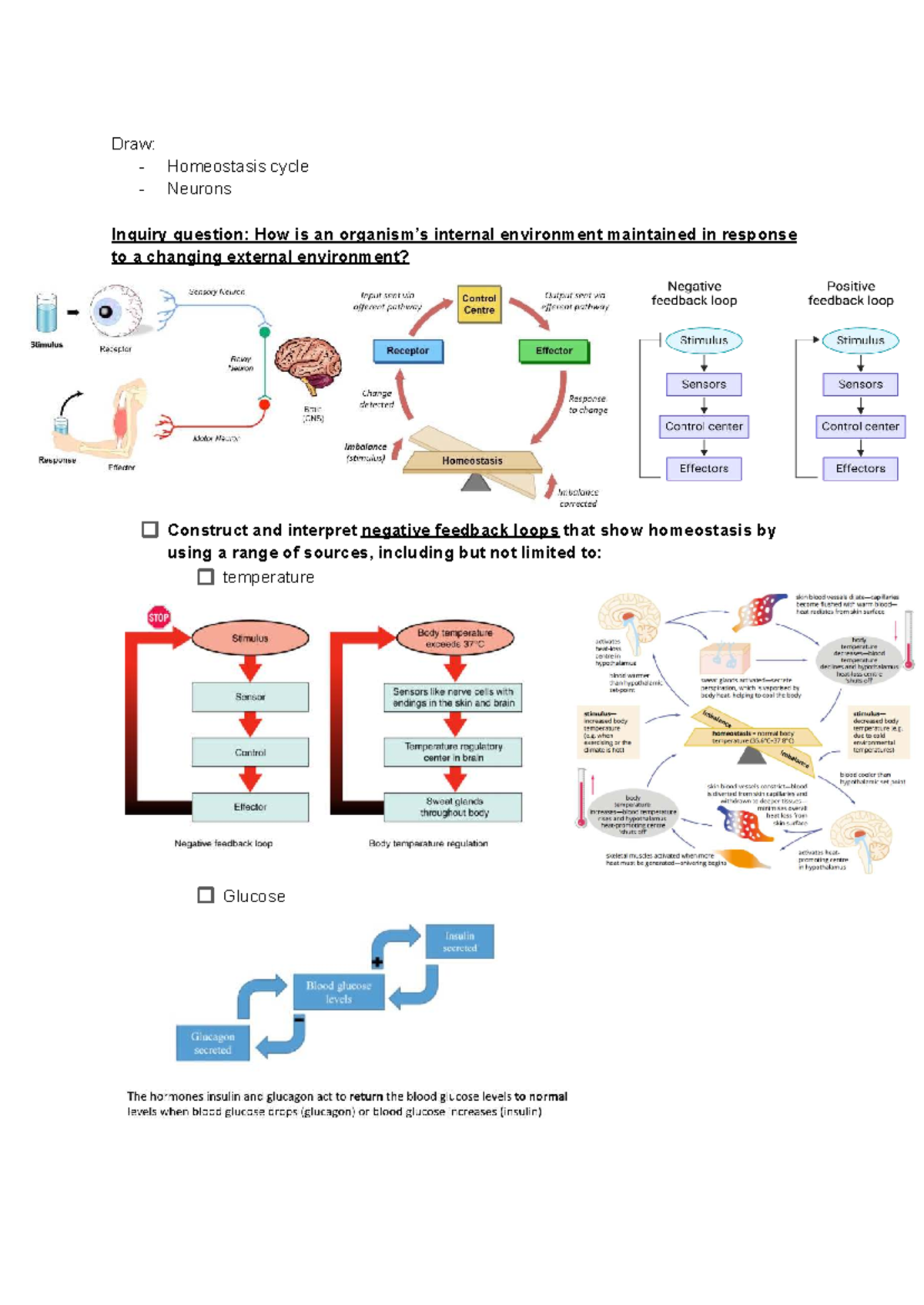 Bio Mod 8: Homeostasis & Disease Management Notes HSC - Studocu
