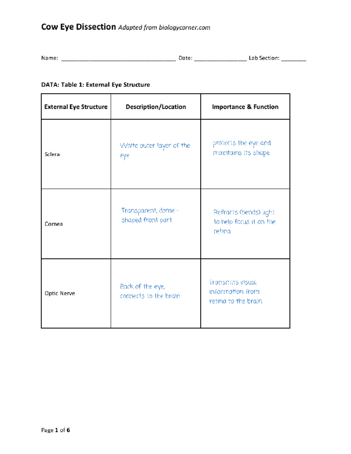 Cow Eye Dissection Lab Handout - Structure and Function Analysis - Studocu