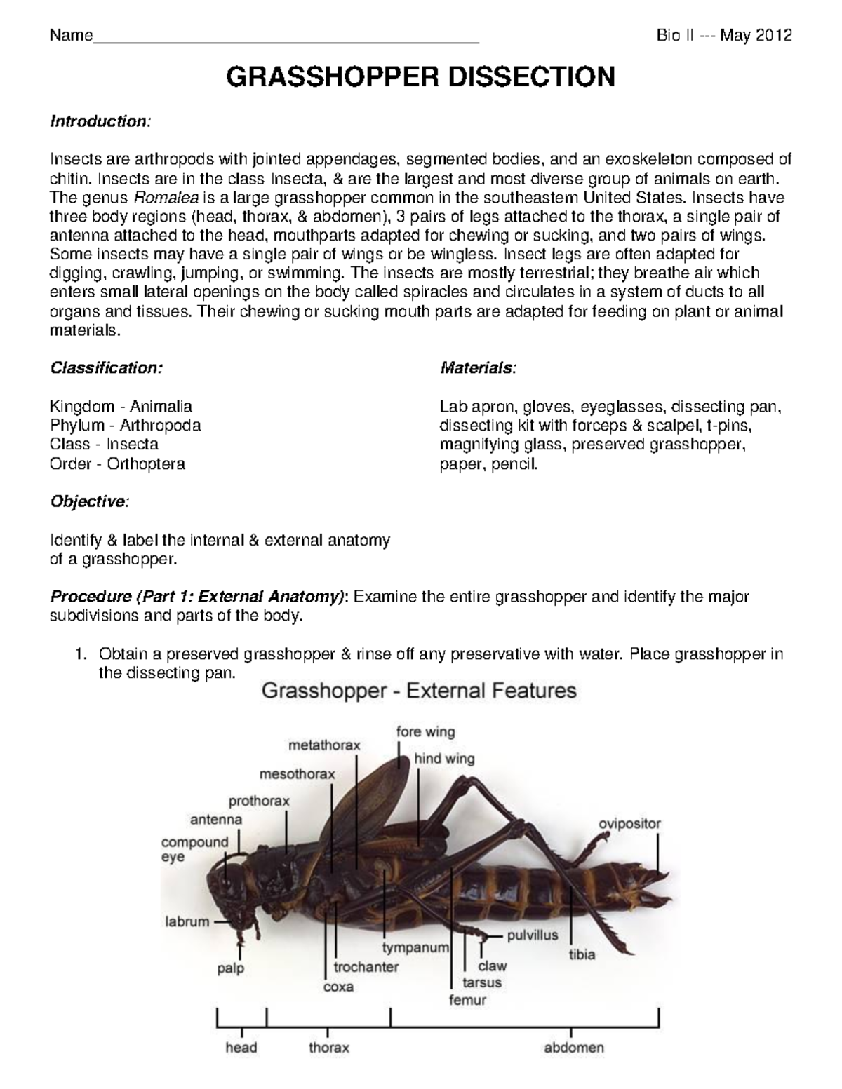 External Grasshopper Anatomy